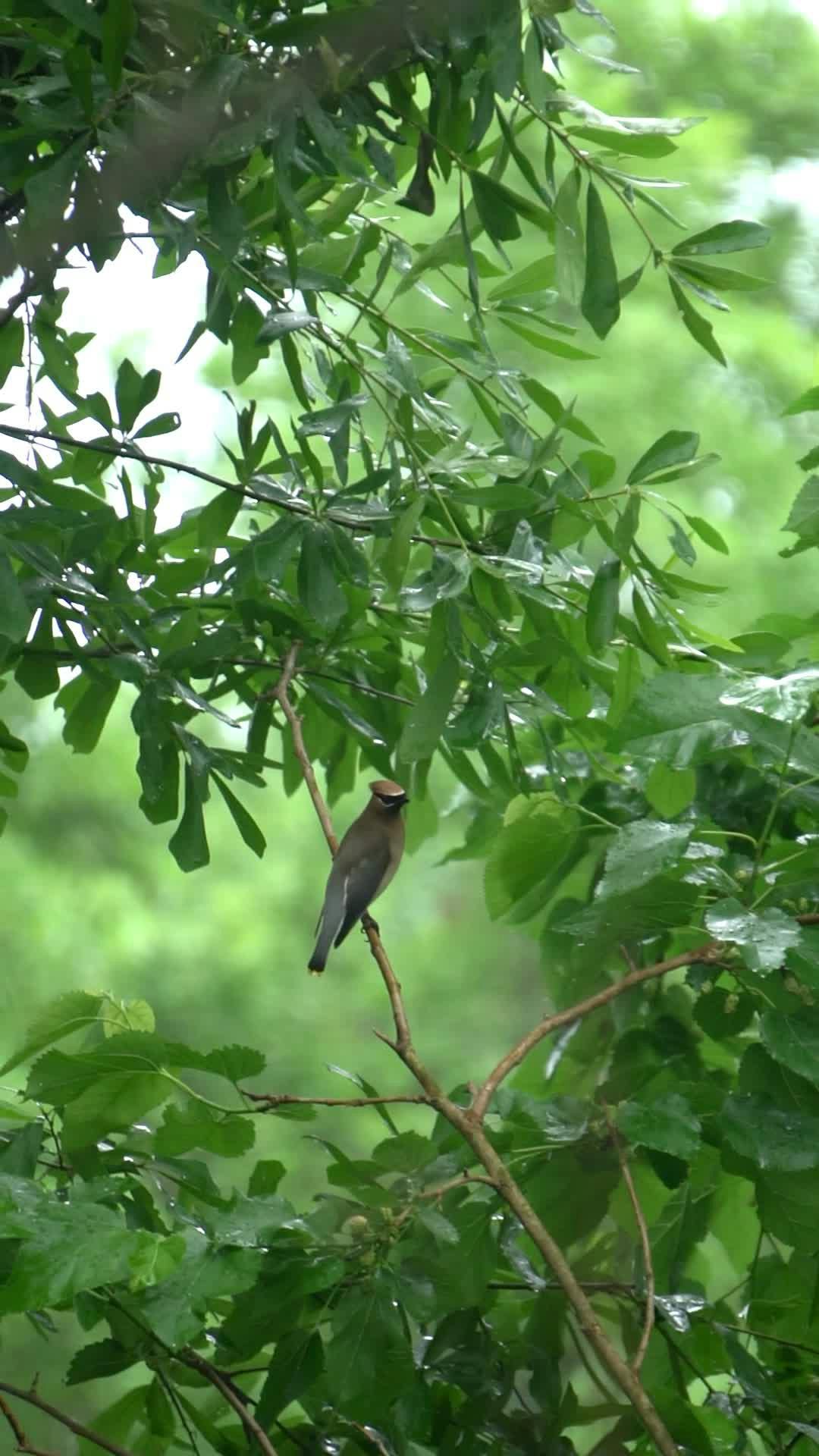 Hallbart Twig Videos, Download The BEST Free 4k Stock Video Footage ...