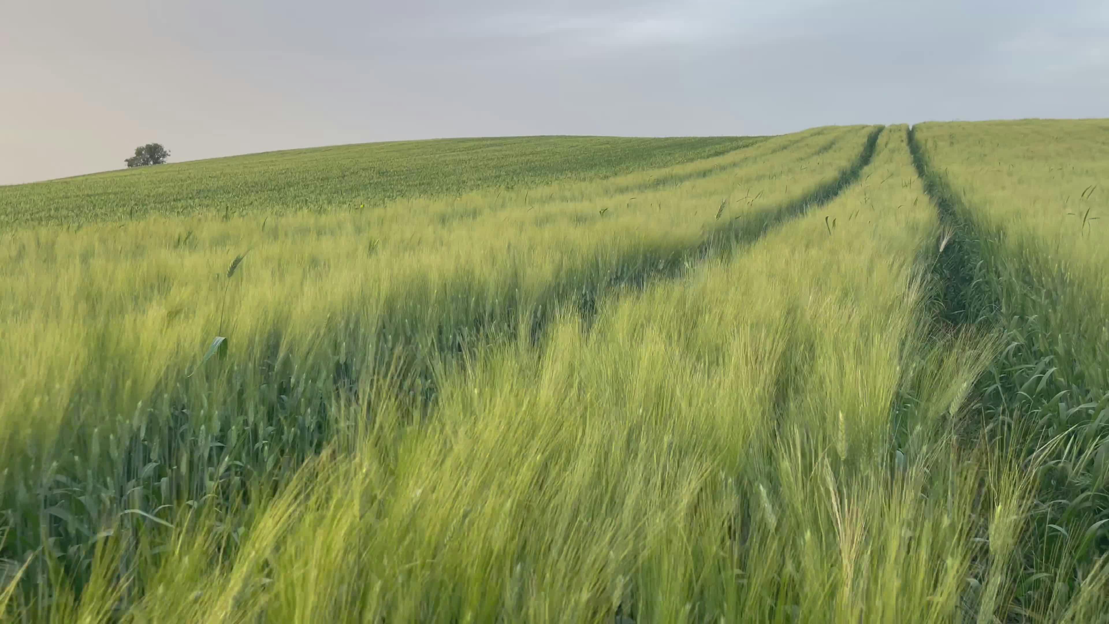 sayari bechir - Photography