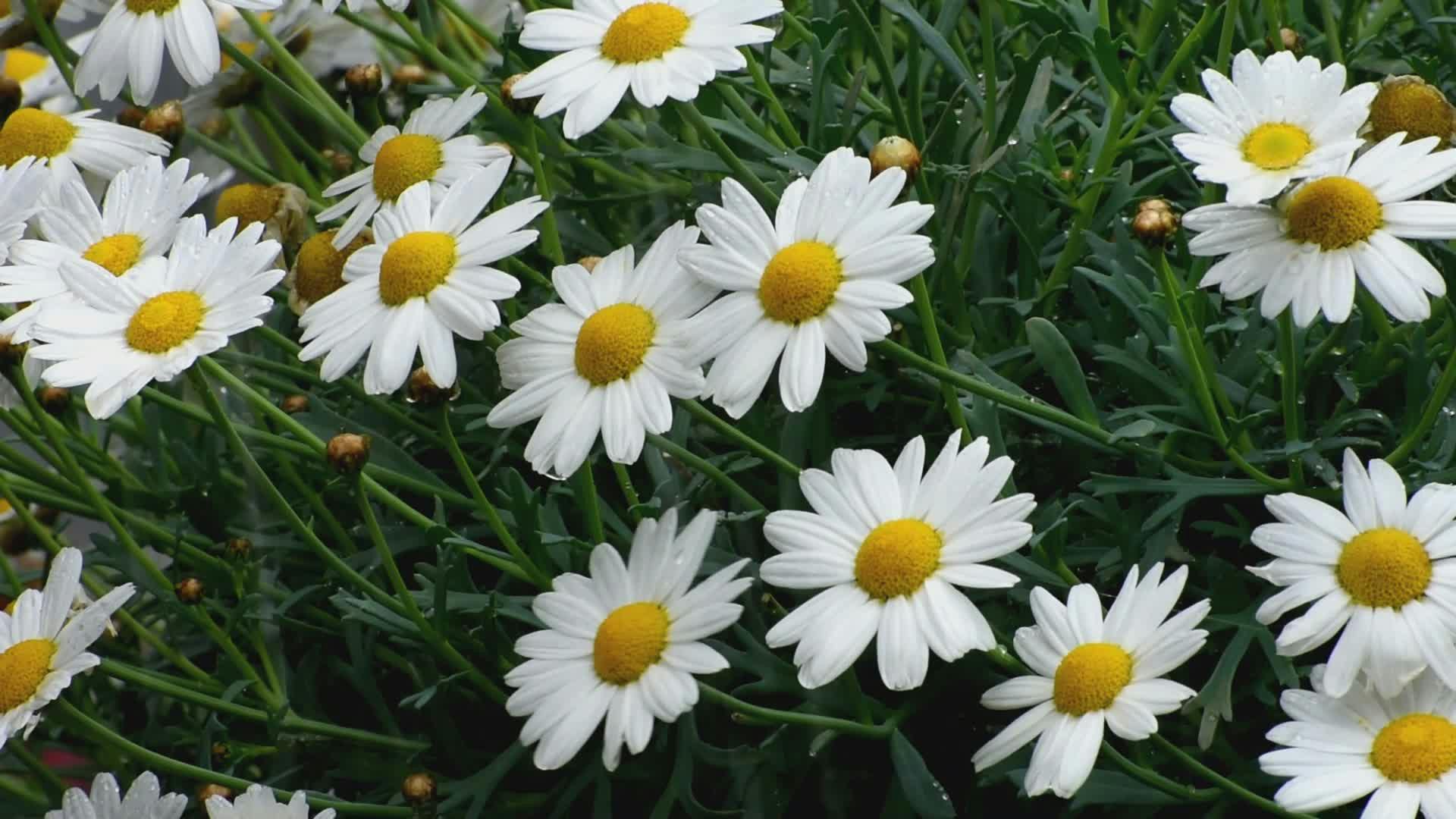 Jardín Primaveral Ventoso Con Margaritas En Flor · Vídeo de stock gratuito