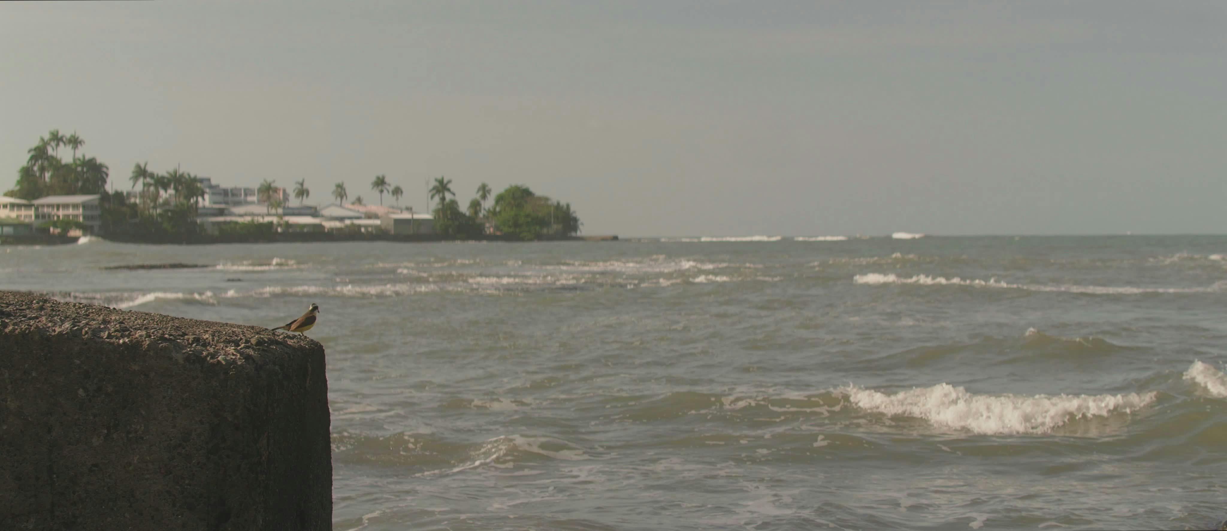 Fundal Biro Bird Videos, Download The BEST Free 4k Stock Video Footage ...