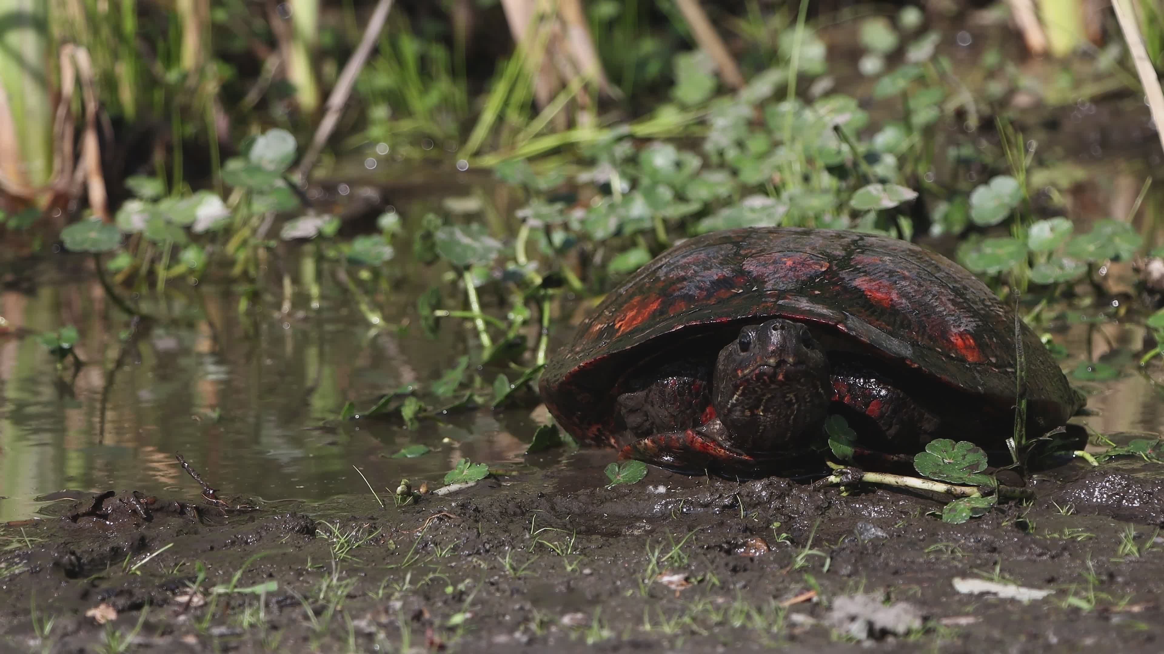 Painted Turtle in Natural Habitat by Pond Free Stock Video Footage ...