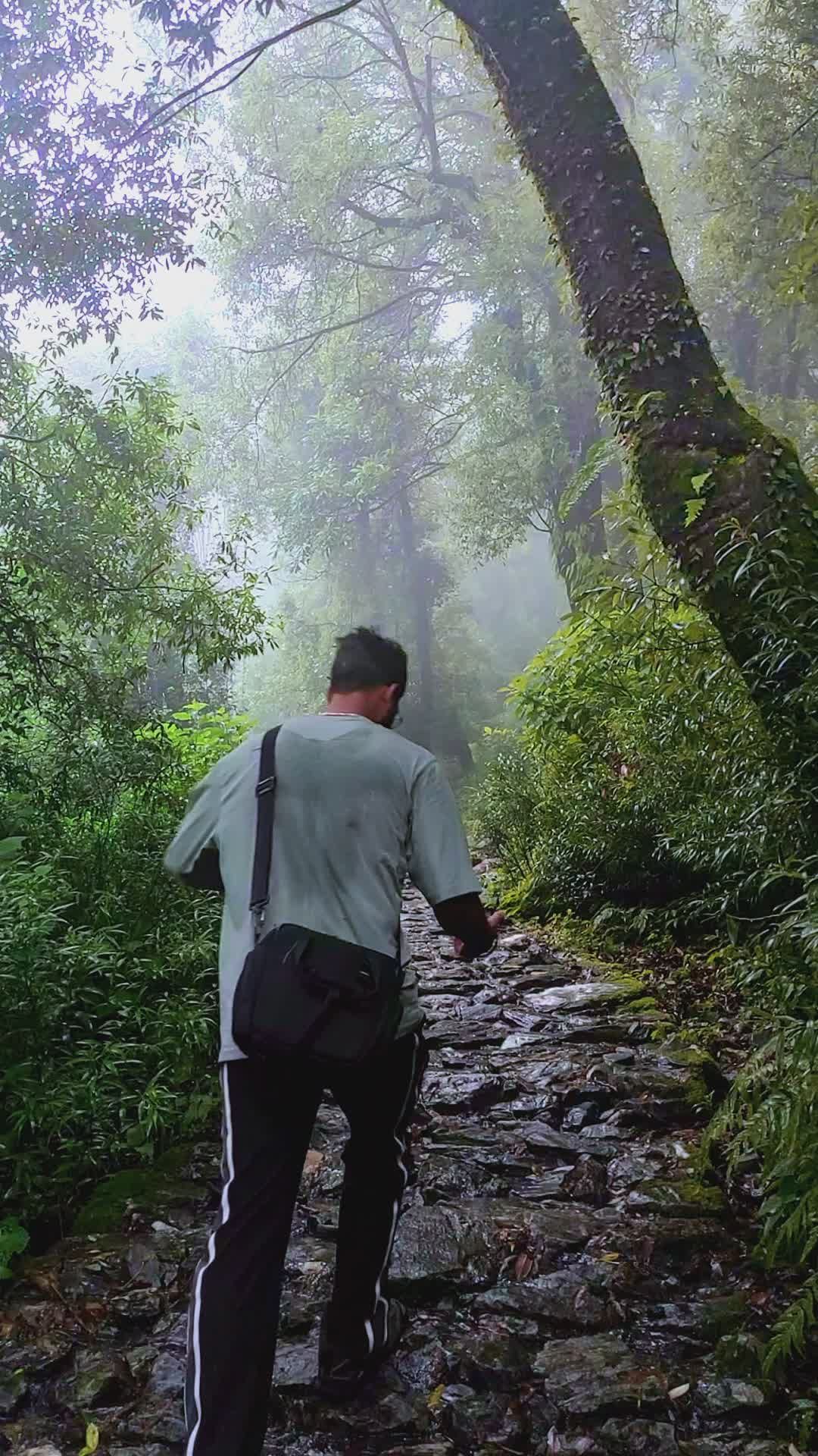 Trekking Adventure in Misty Forest Pathway Free Stock Video Footage ...