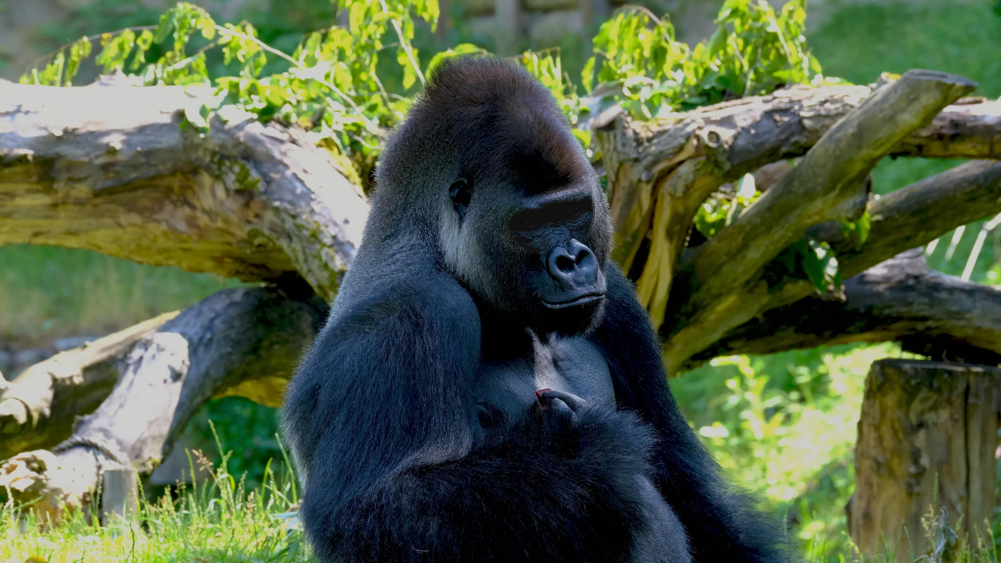 Congo Videos, Download The BEST Free 4k Stock Video Footage & Congo HD ...