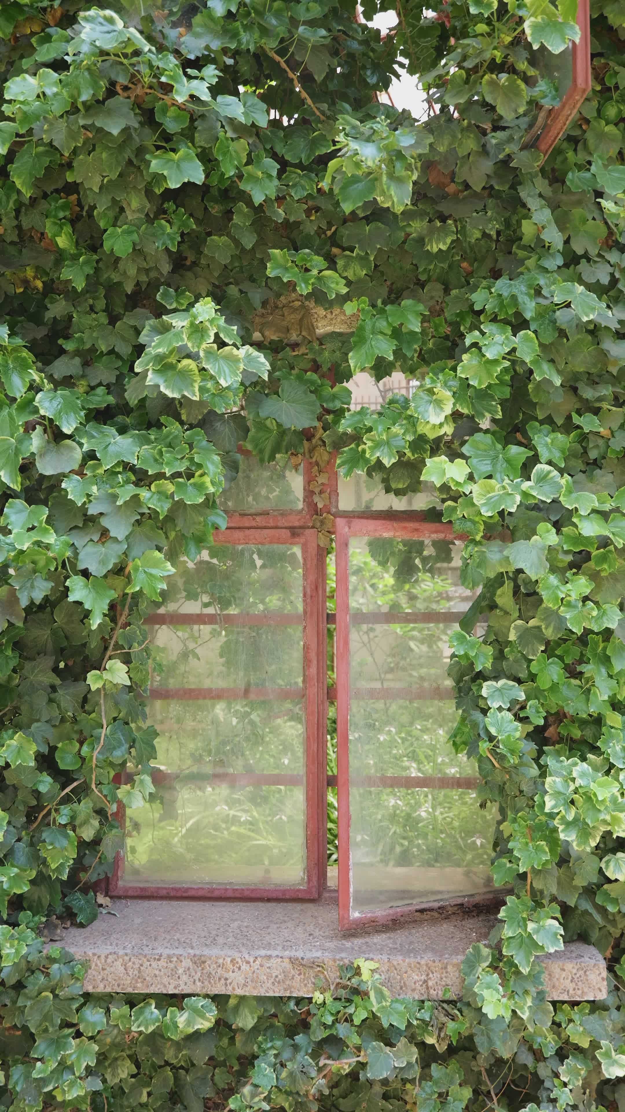 Toxic Vines Videos, Download The BEST Free 4k Stock Video Footage ...