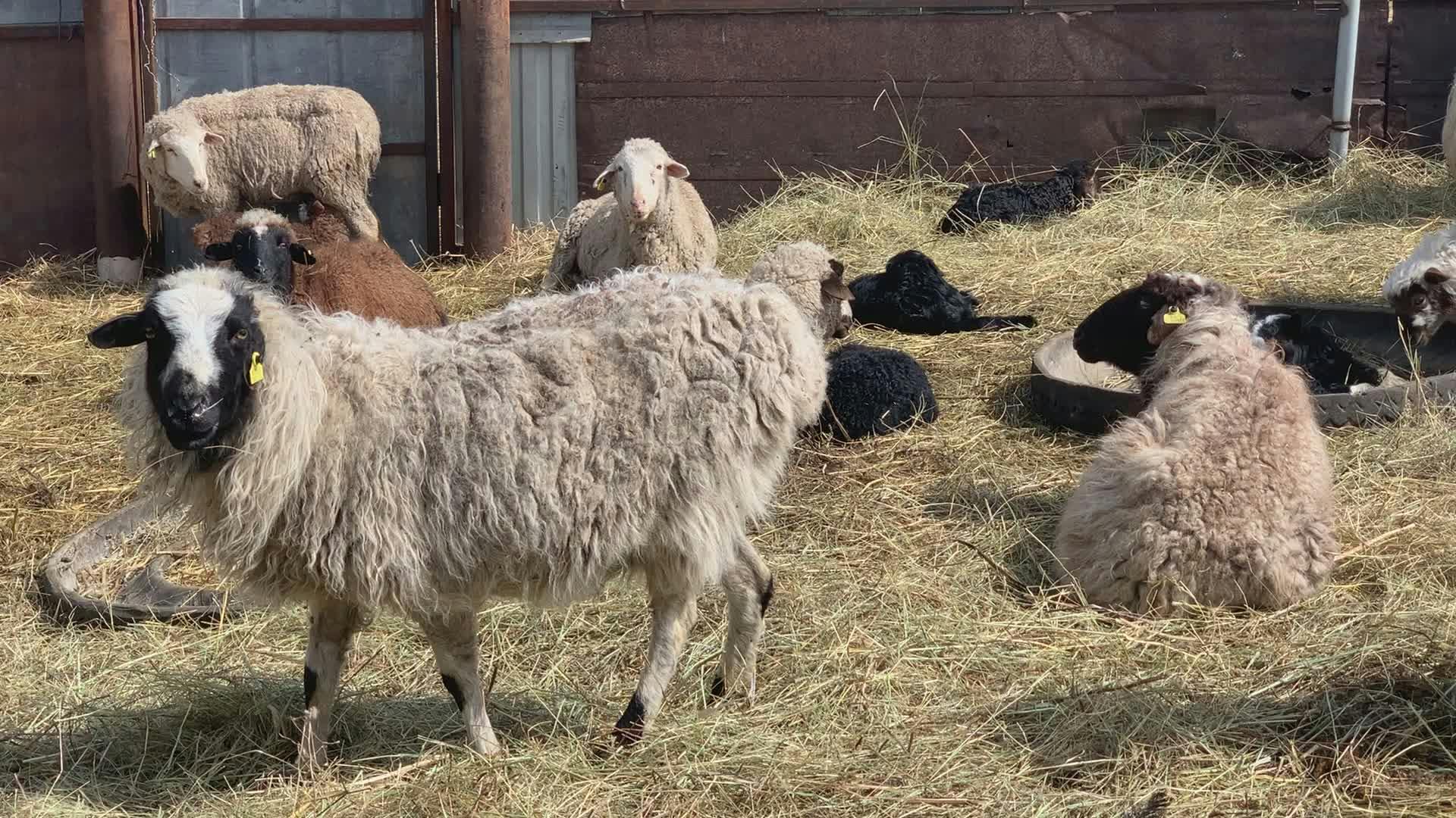 Pastoral Scene with Grazing Sheep in Barnyard Free Stock Video Footage, Royalty-Free 4K & HD ...