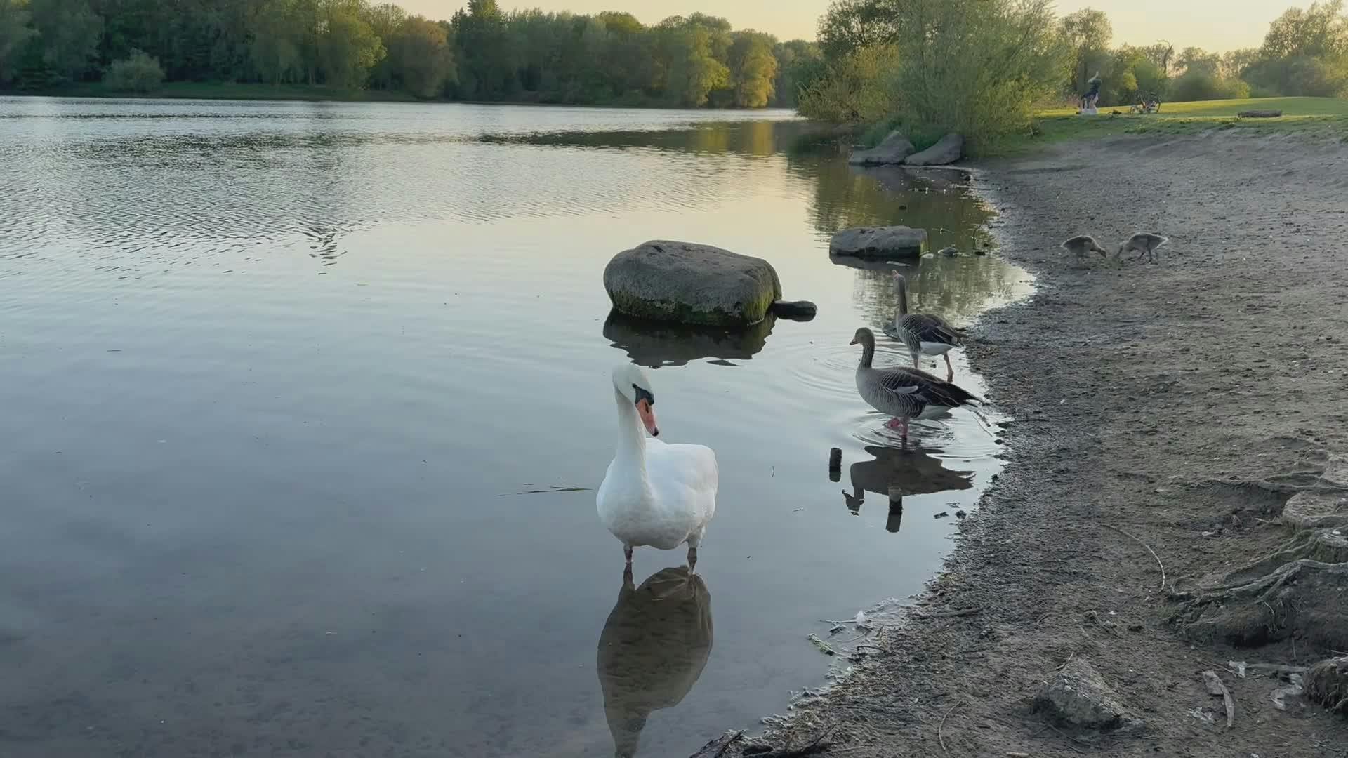 Shock Flock Videos, Download The BEST Free 4k Stock Video Footage & Shock Flock HD Video Clips