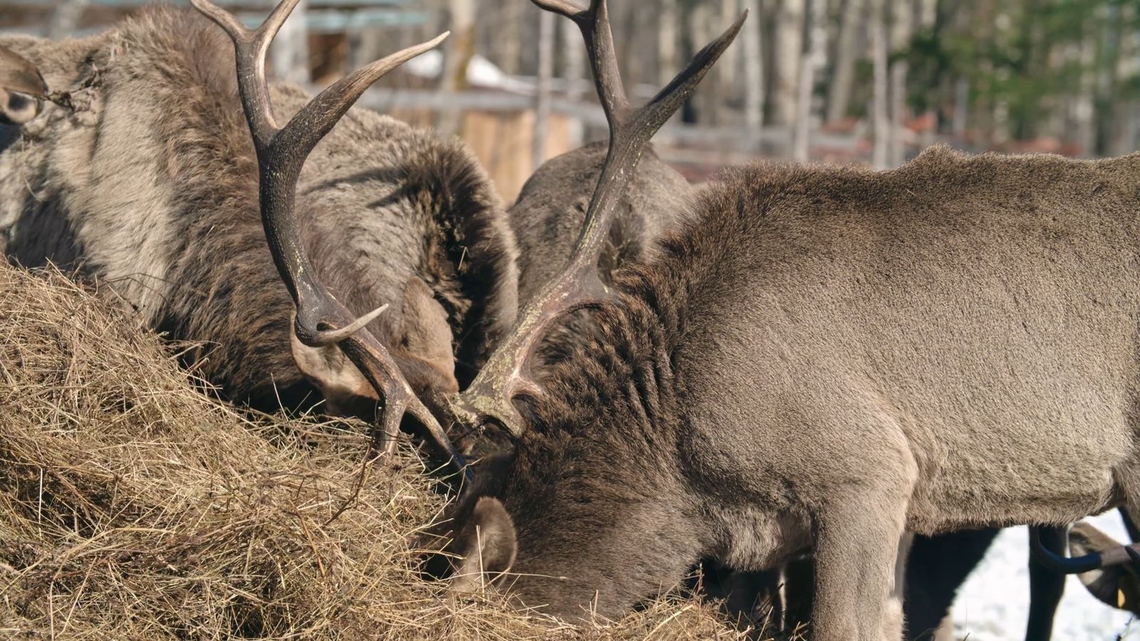 Deer Videos, Download The BEST Free 4k Stock Video Footage & Deer HD ...