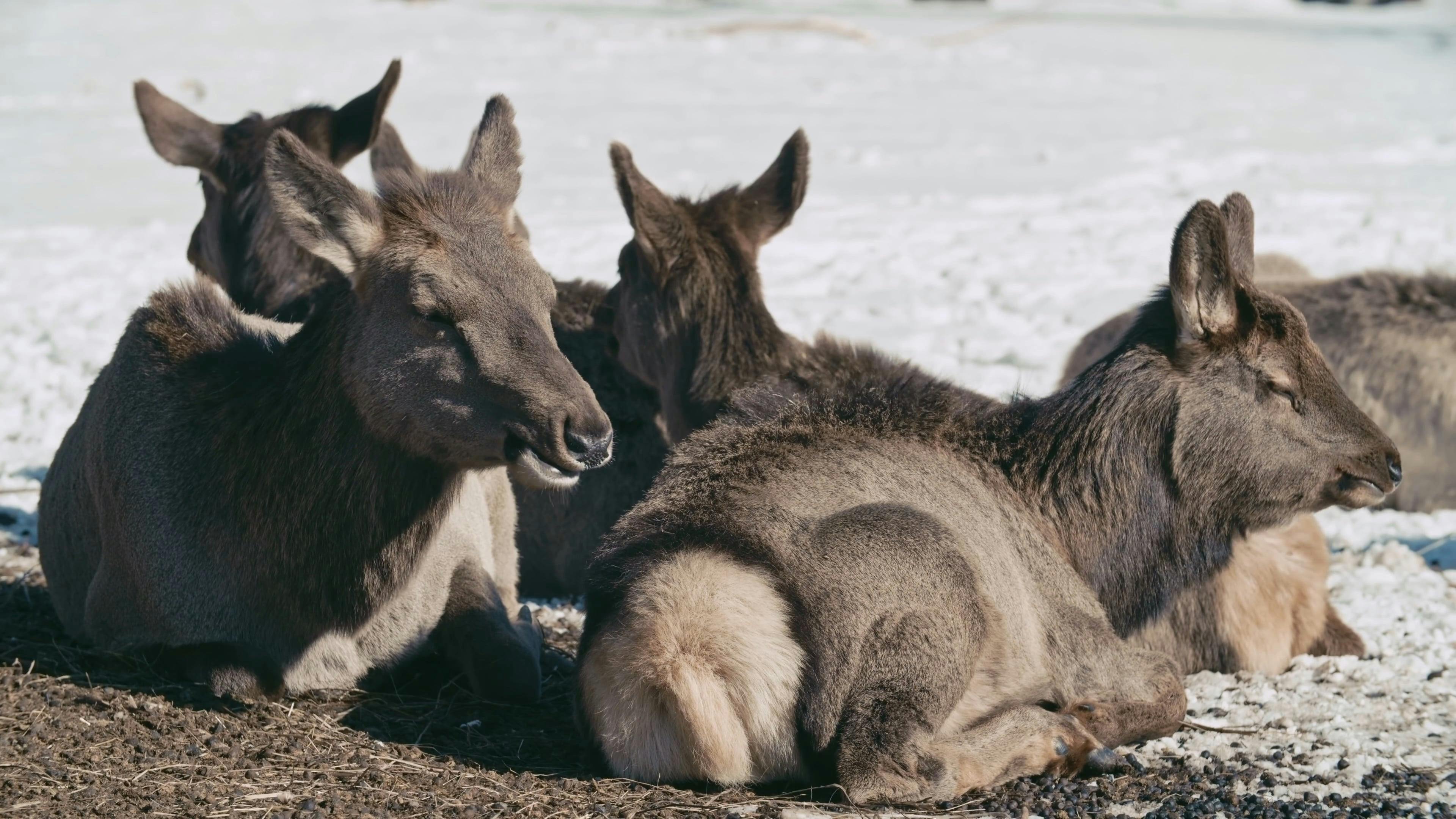 Donkey Sitting Videos, Download The BEST Free 4k Stock Video Footage ...