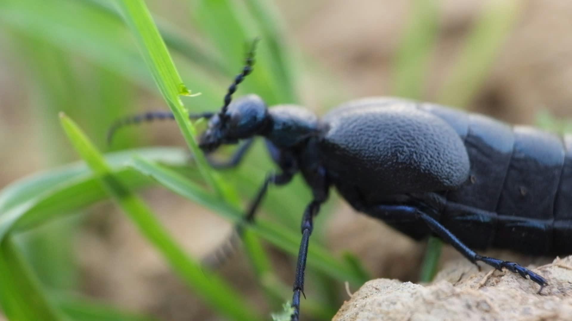 Close-Up of a Black Beetle in Natural Habitat Free Stock Video Footage ...