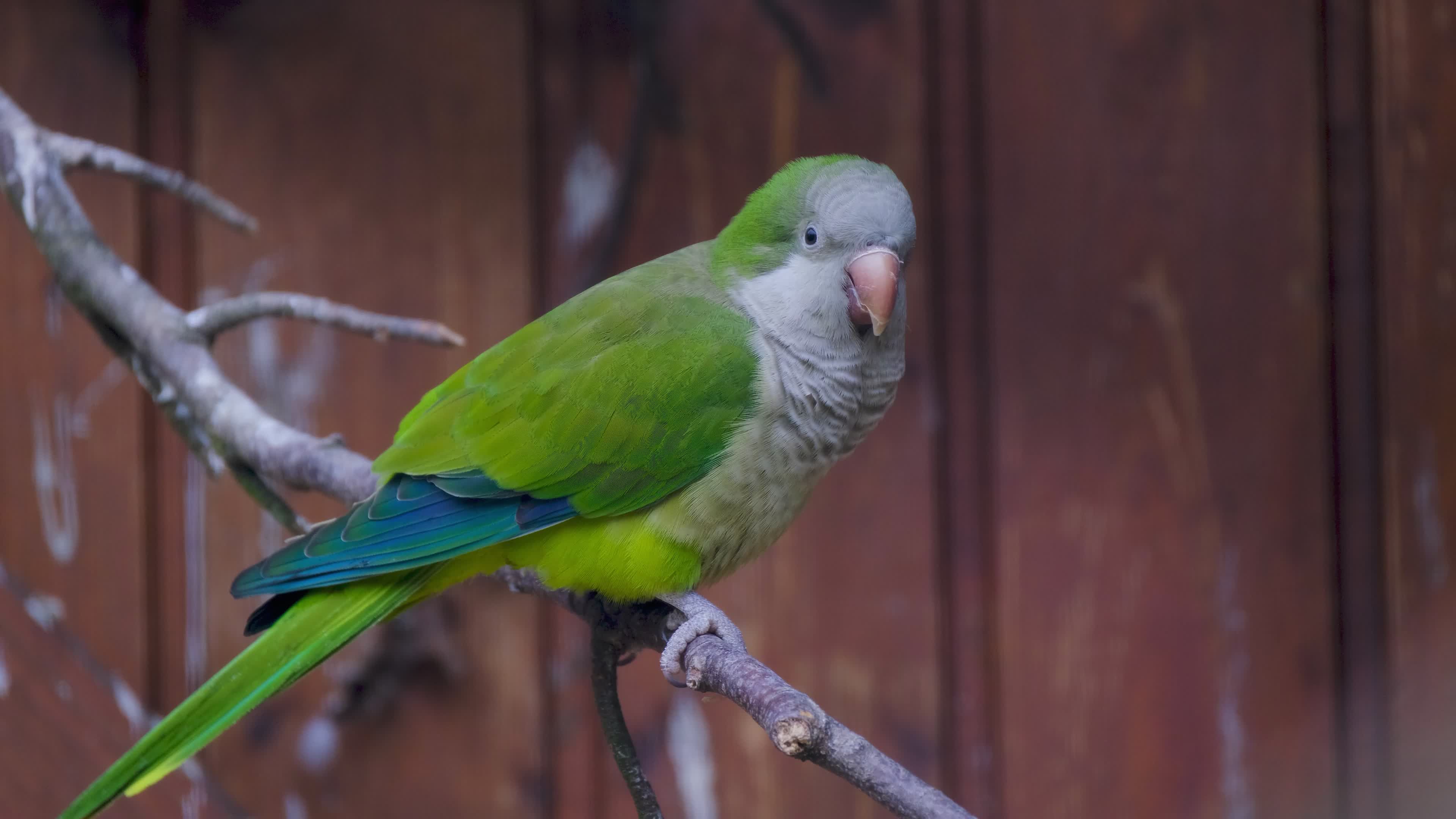 Perch ฟรี Videos, Download The BEST Free 4k Stock Video Footage & Perch ...