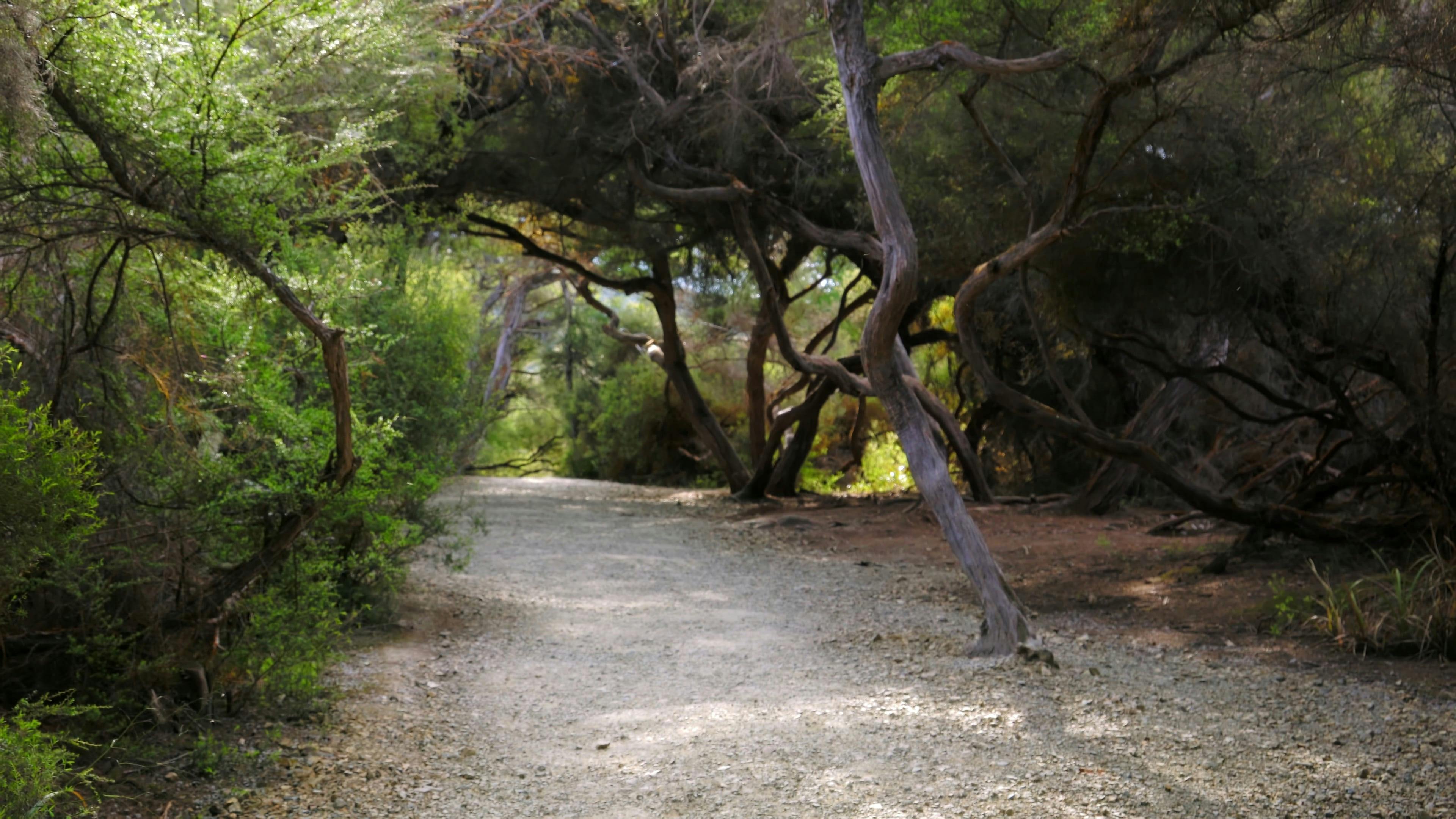 Forest Path Fly Videos, Download The BEST Free 4k Stock Video Footage ...