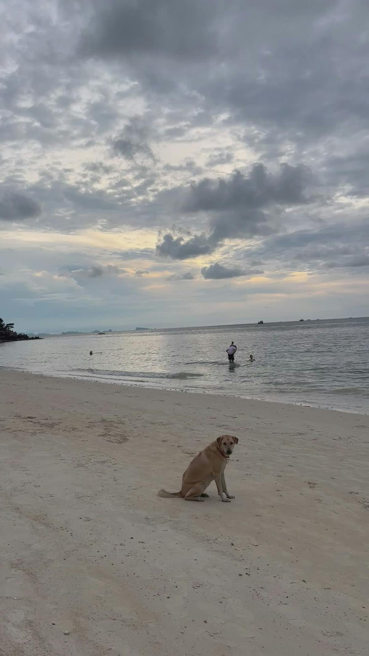 Dog+Knot+Teen Videos, Download The BEST Free 4k Stock Video Footage ...