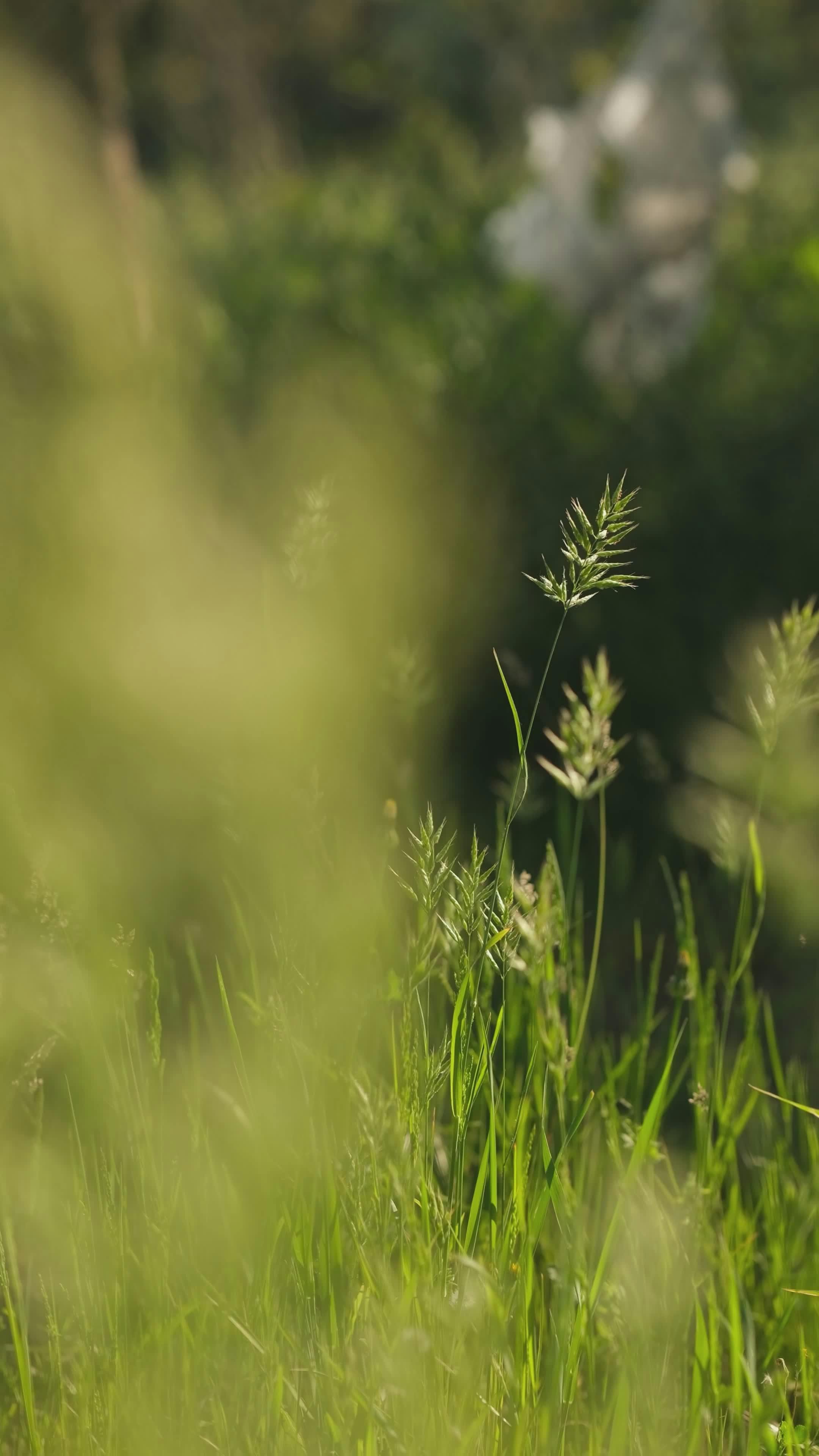 Serene Close-Up of Lush Spring Grass Free Stock Video Footage, Royalty ...