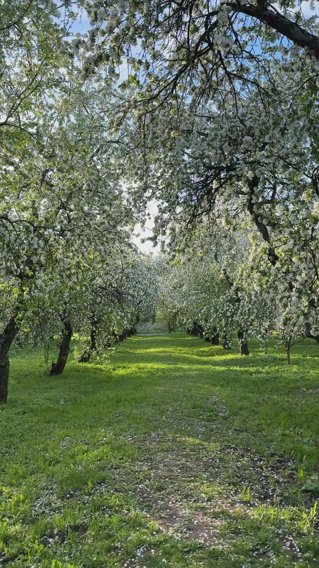 Springtime Walk Through Blooming Orchard Free Stock Video Footage ...
