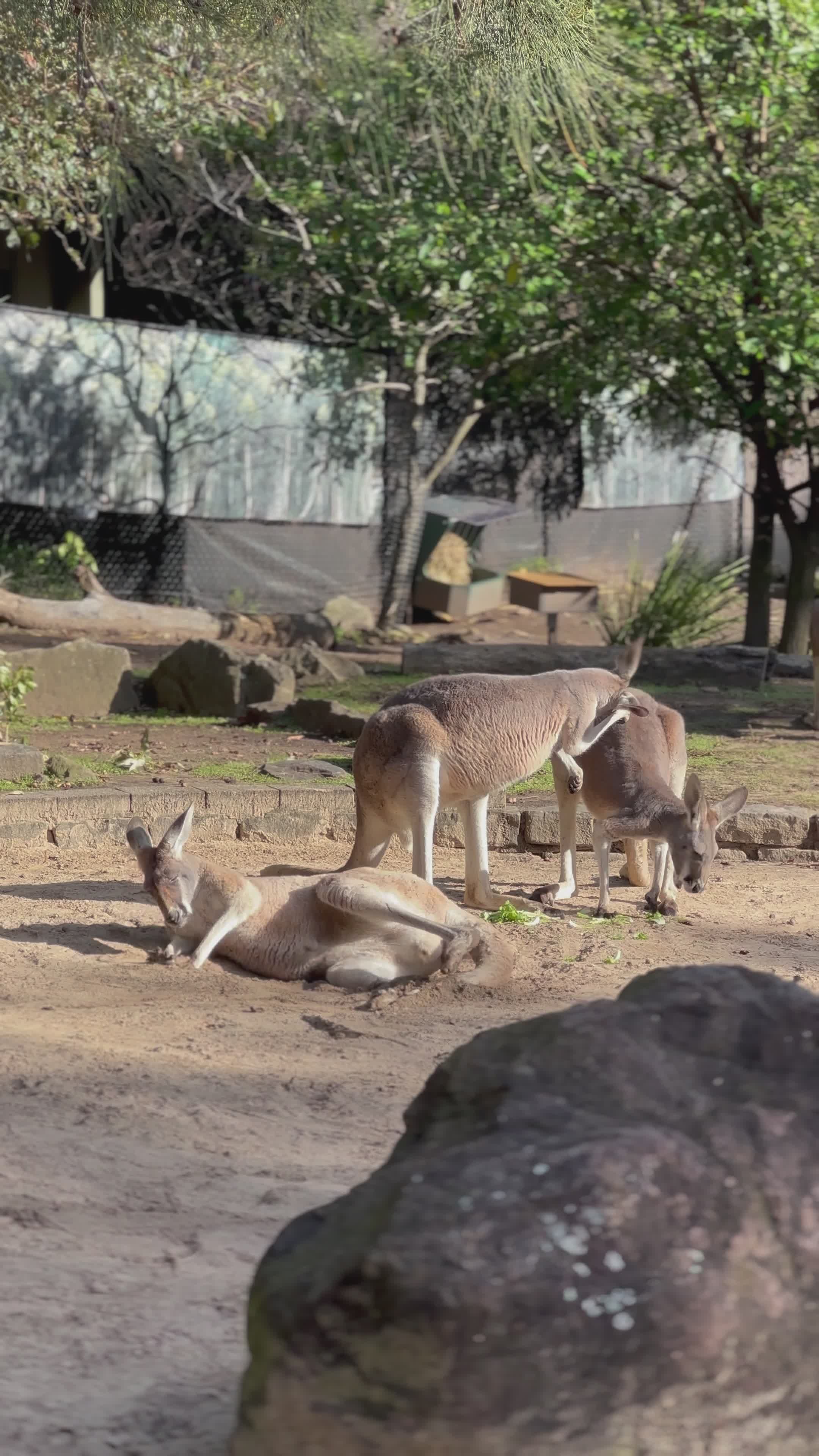 Kangaroos Grazing Peacefully in the Zoo Free Stock Video Footage ...