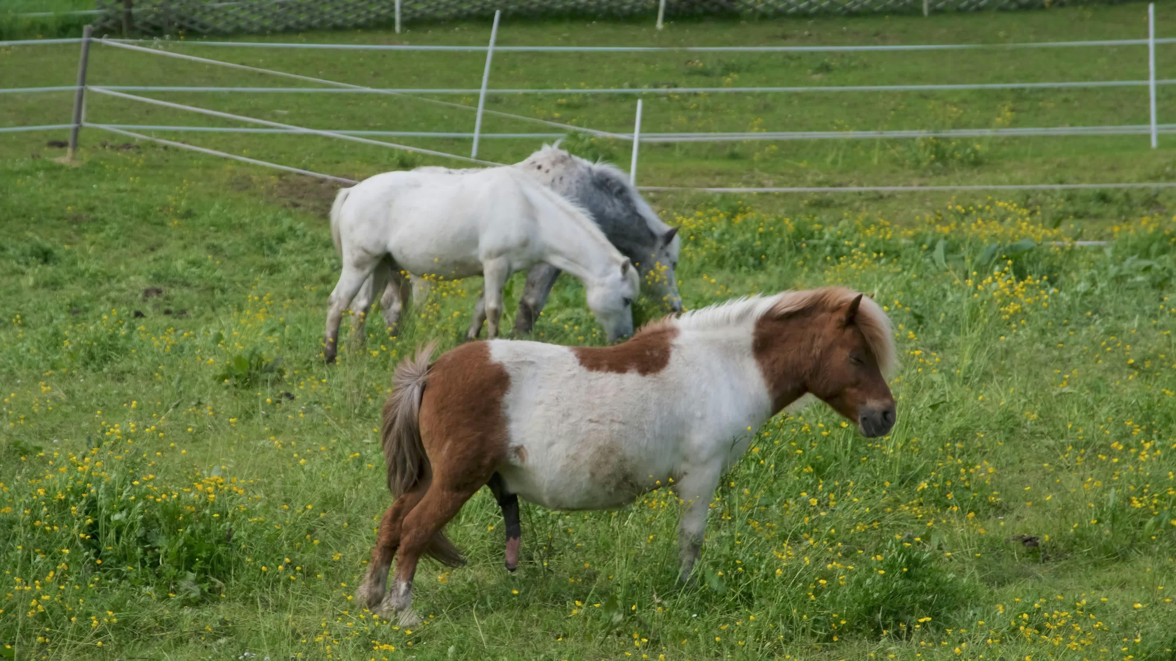 Anatomia Equine Videos, Download The BEST Free 4k Stock Video Footage ...