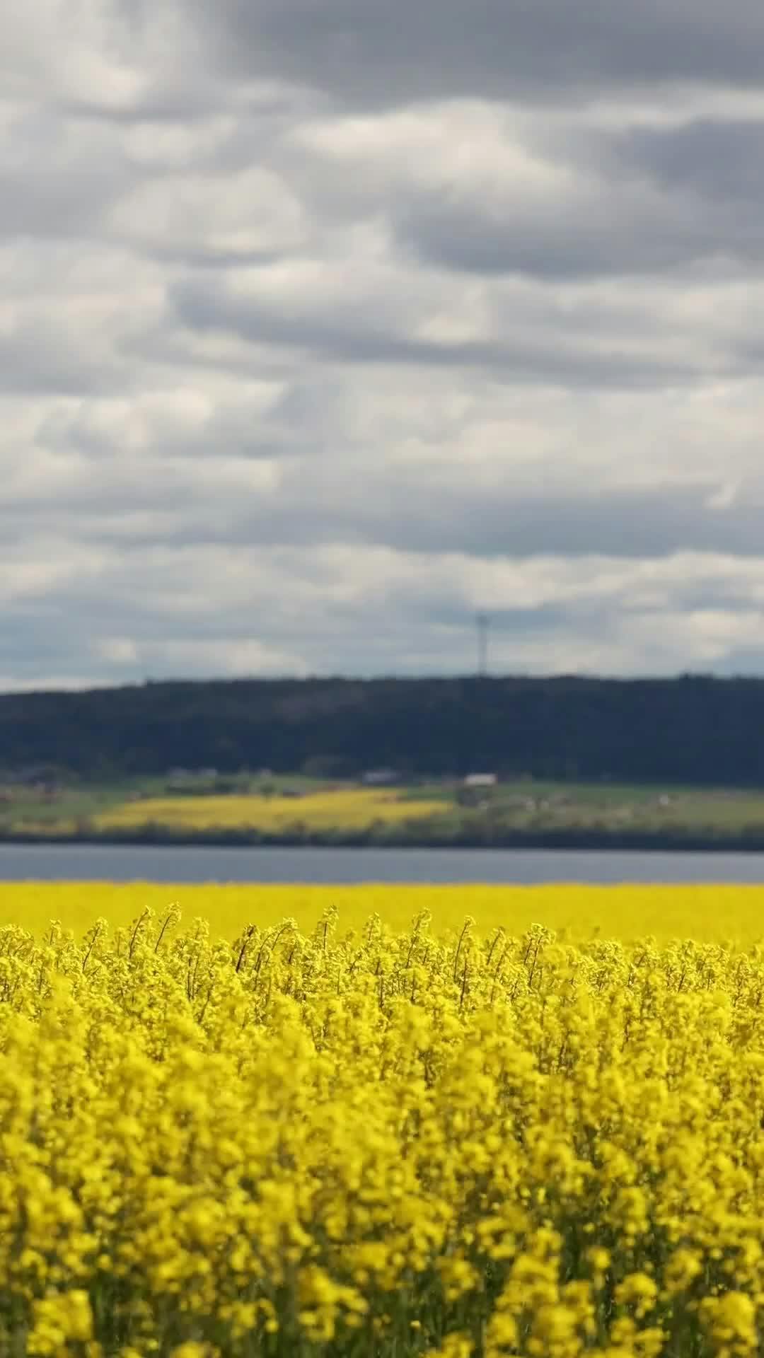 Beautiful Nordic Spring Blossoms in Sweden Free Stock Video Footage ...