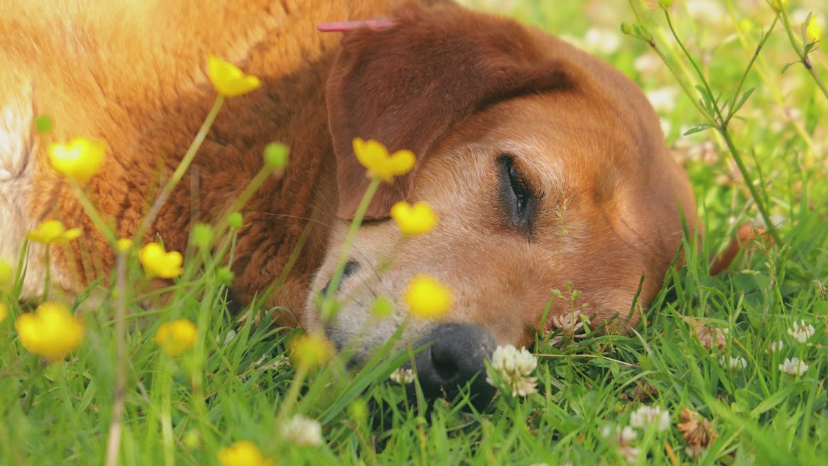 Mating Dog Videos, Download The BEST Free 4k Stock Video Footage ...