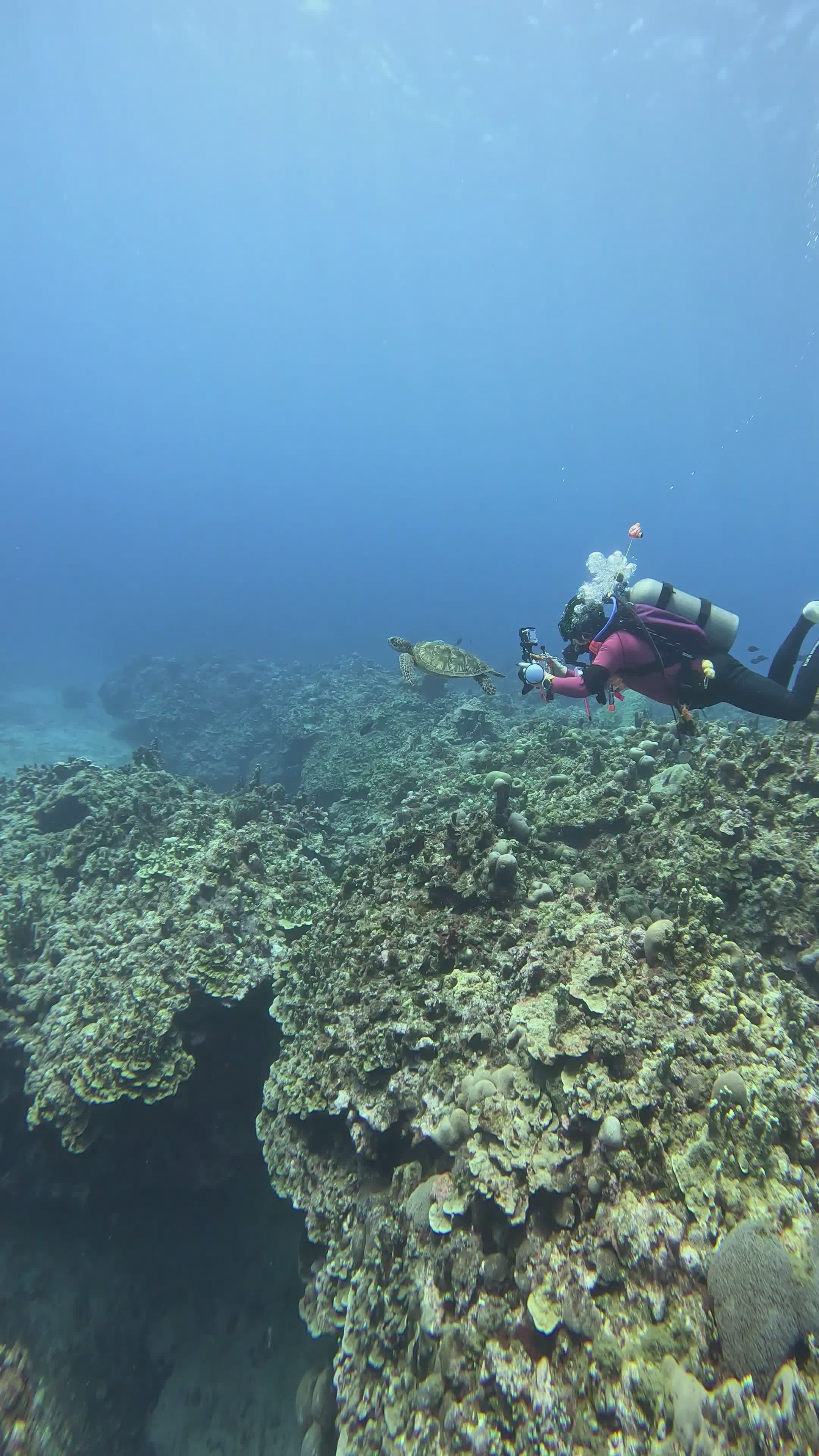 Scuba Diver Exploring Vibrant Coral Reef Free Stock Video Footage ...
