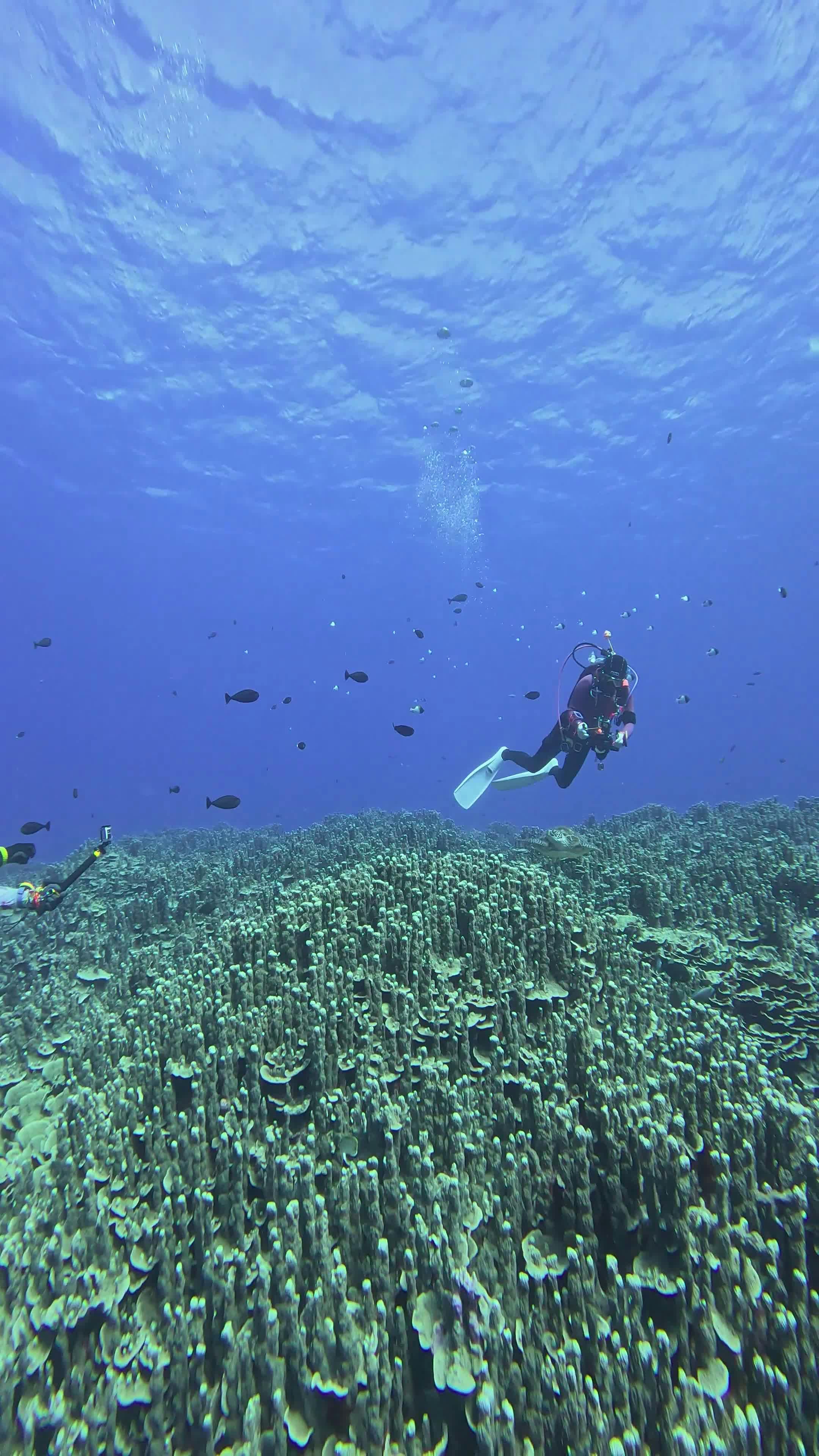 Gender Diver Videos, Download The BEST Free 4k Stock Video Footage ...