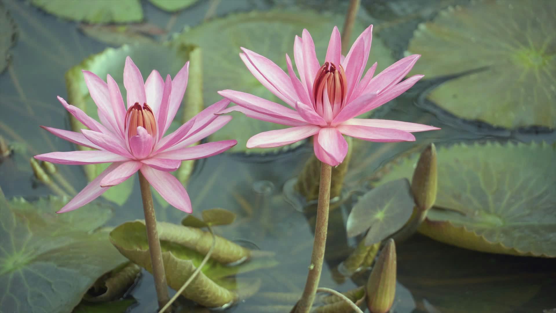 Miniswimming Pool Videos, Download The BEST Free 4k Stock Video Footage ...