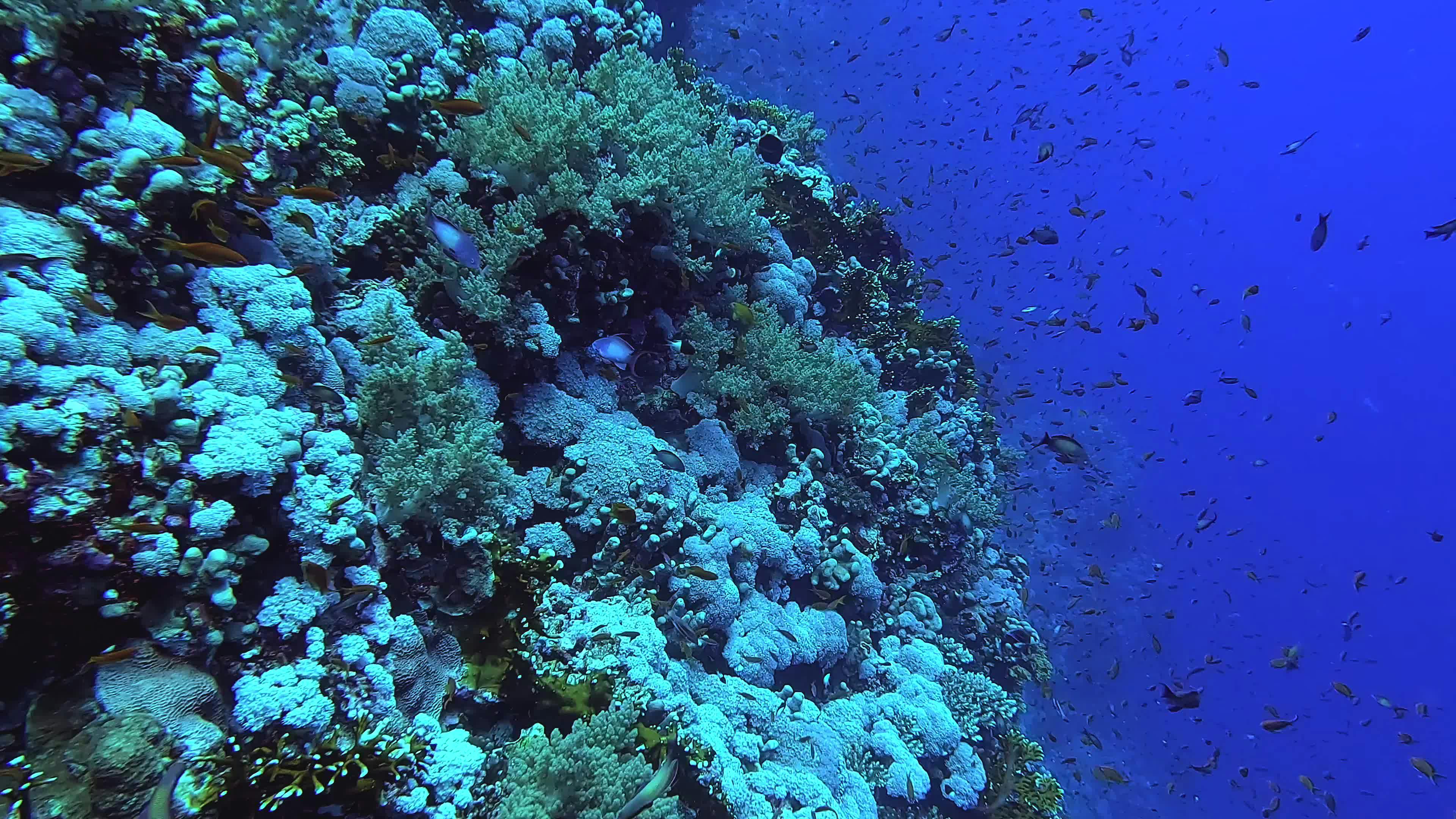 Ocean Undersea Videos, Download The BEST Free 4k Stock Video Footage ...