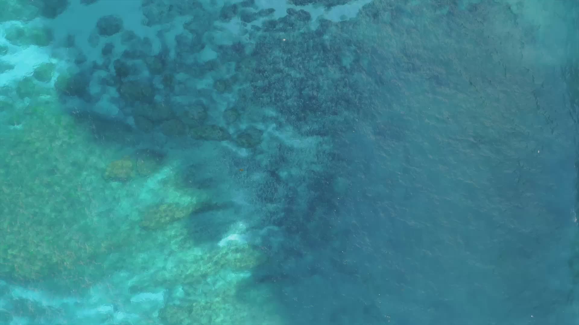 Seaweed Habitat Videos, Download The BEST Free 4k Stock Video Footage ...