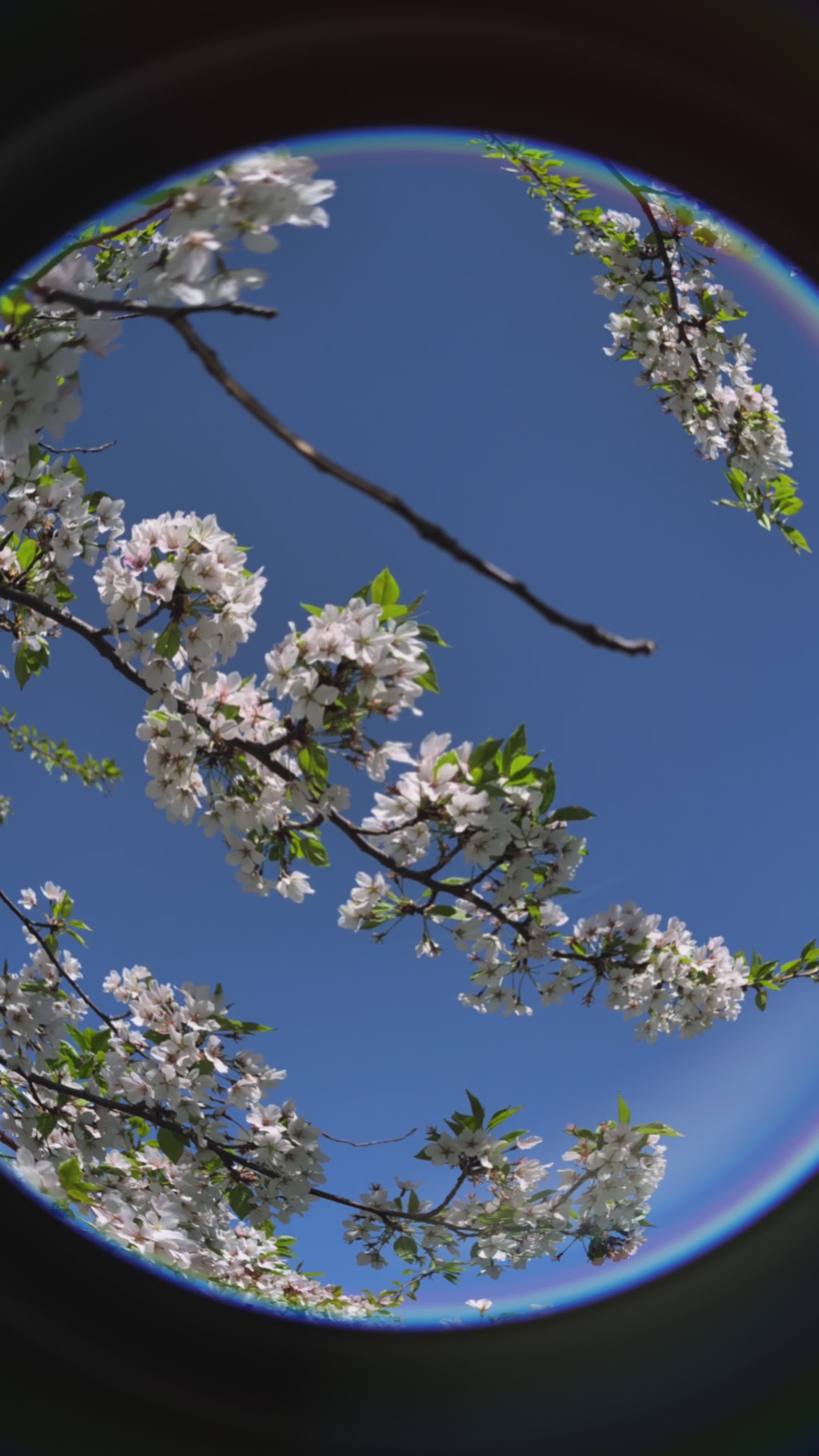 Picter Circular Videos, Download The BEST Free 4k Stock Video Footage ...