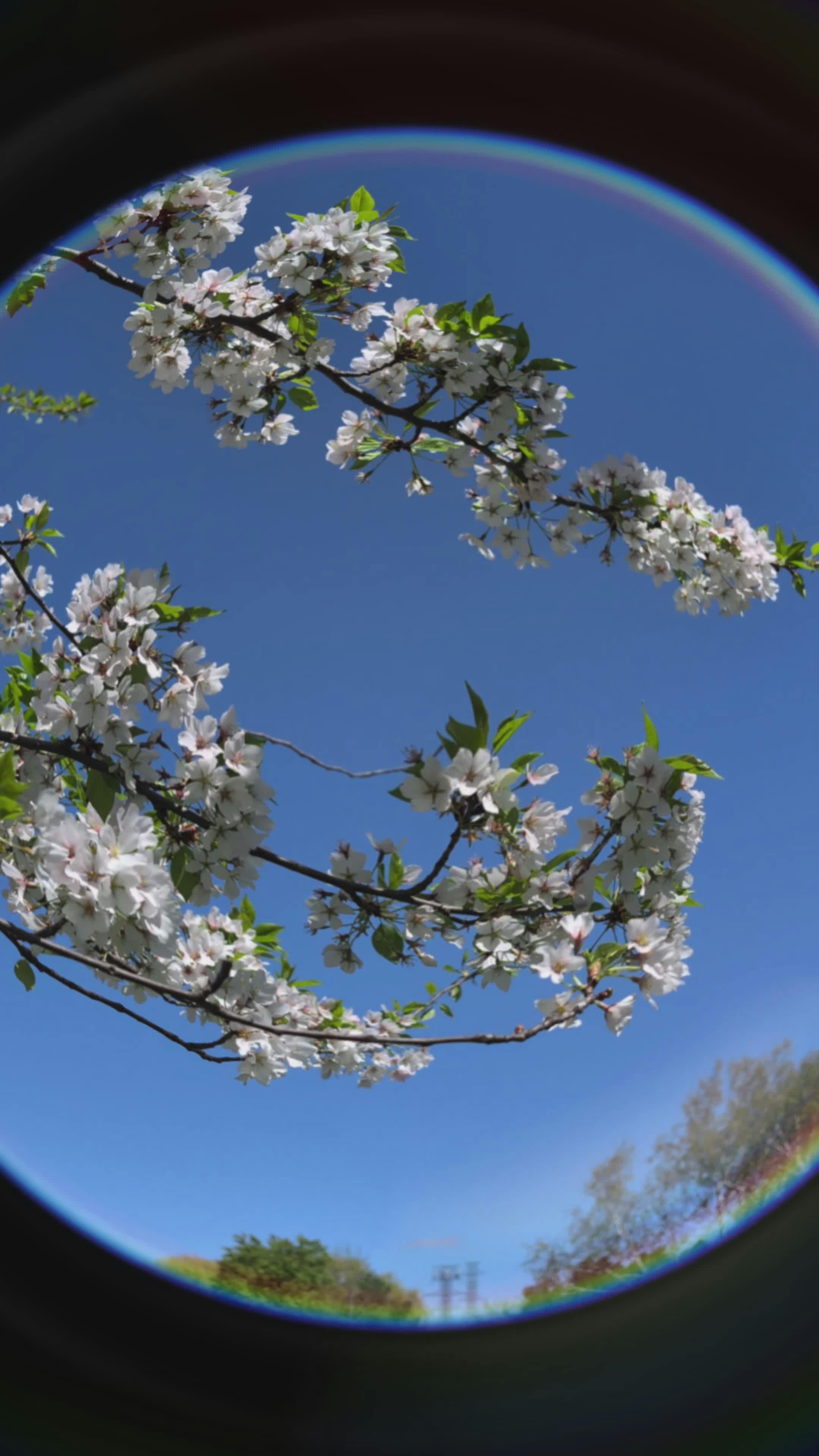 Bloom Tree Videos, Download The BEST Free 4k Stock Video Footage ...