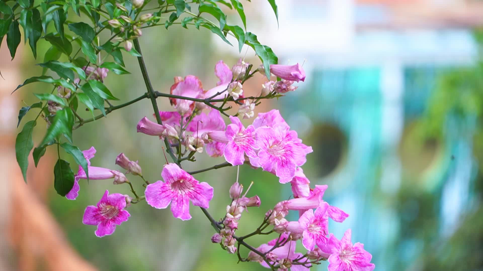 Aesthetic Lin Background Videos, Download The BEST Free 4k Stock Video ...