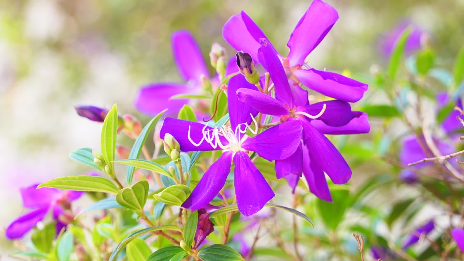 Vibrant Purple Flowers in Nature Close-up Free Stock Video Footage ...