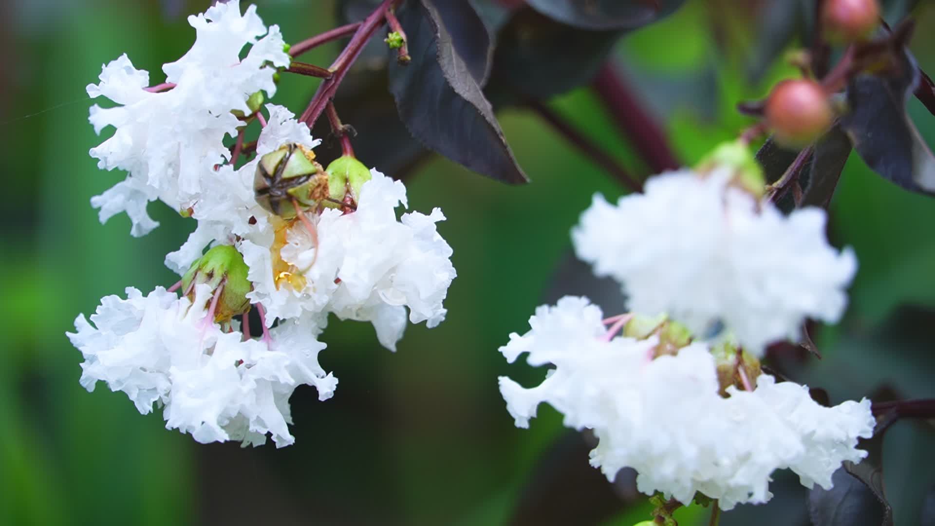 Beautiful White Crepe Myrtle Flowers in Bloom Free Stock Video Footage ...