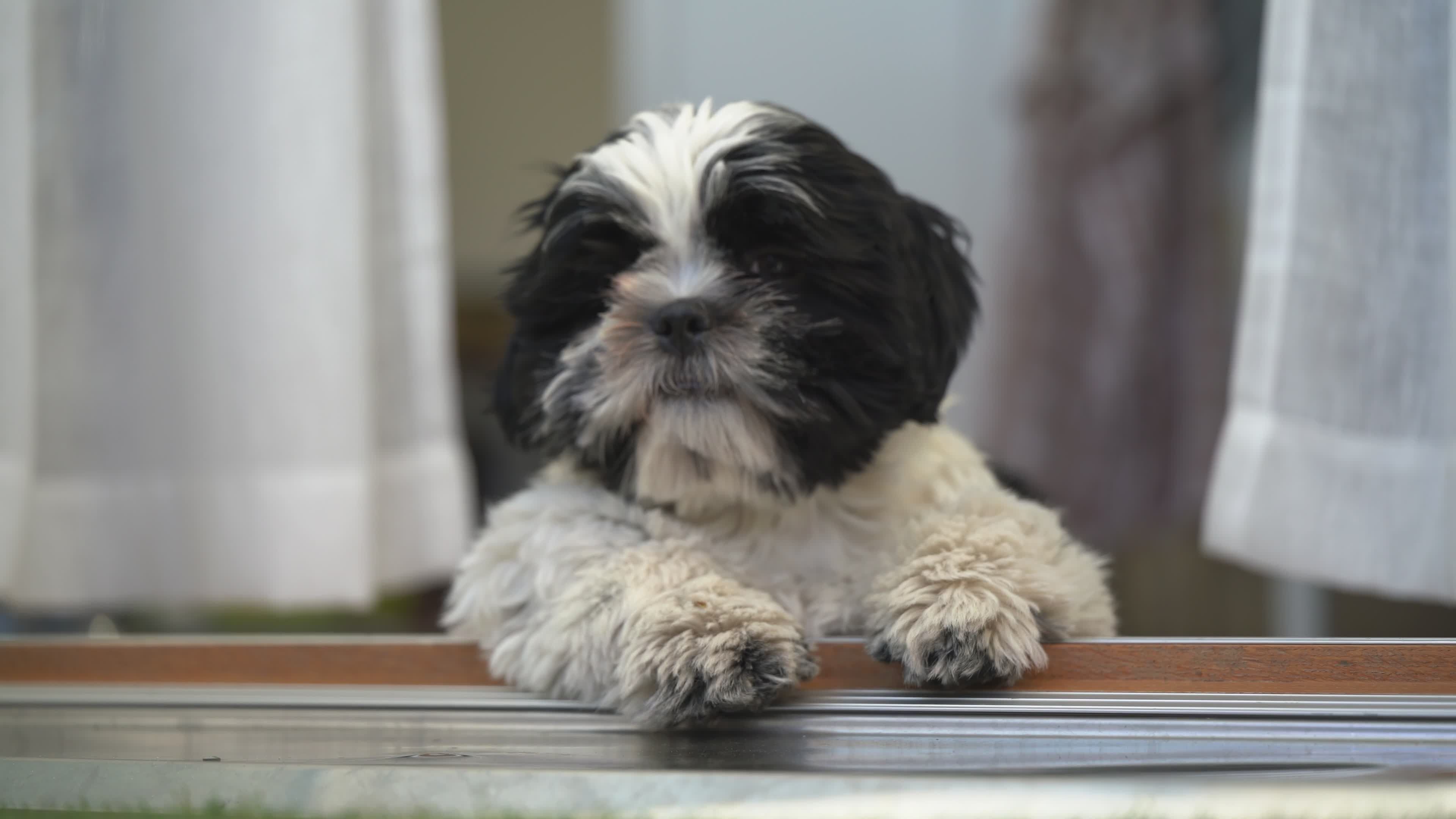 Adorable Shih Tzu Puppy by Window Indoors Free Stock Video Footage ...