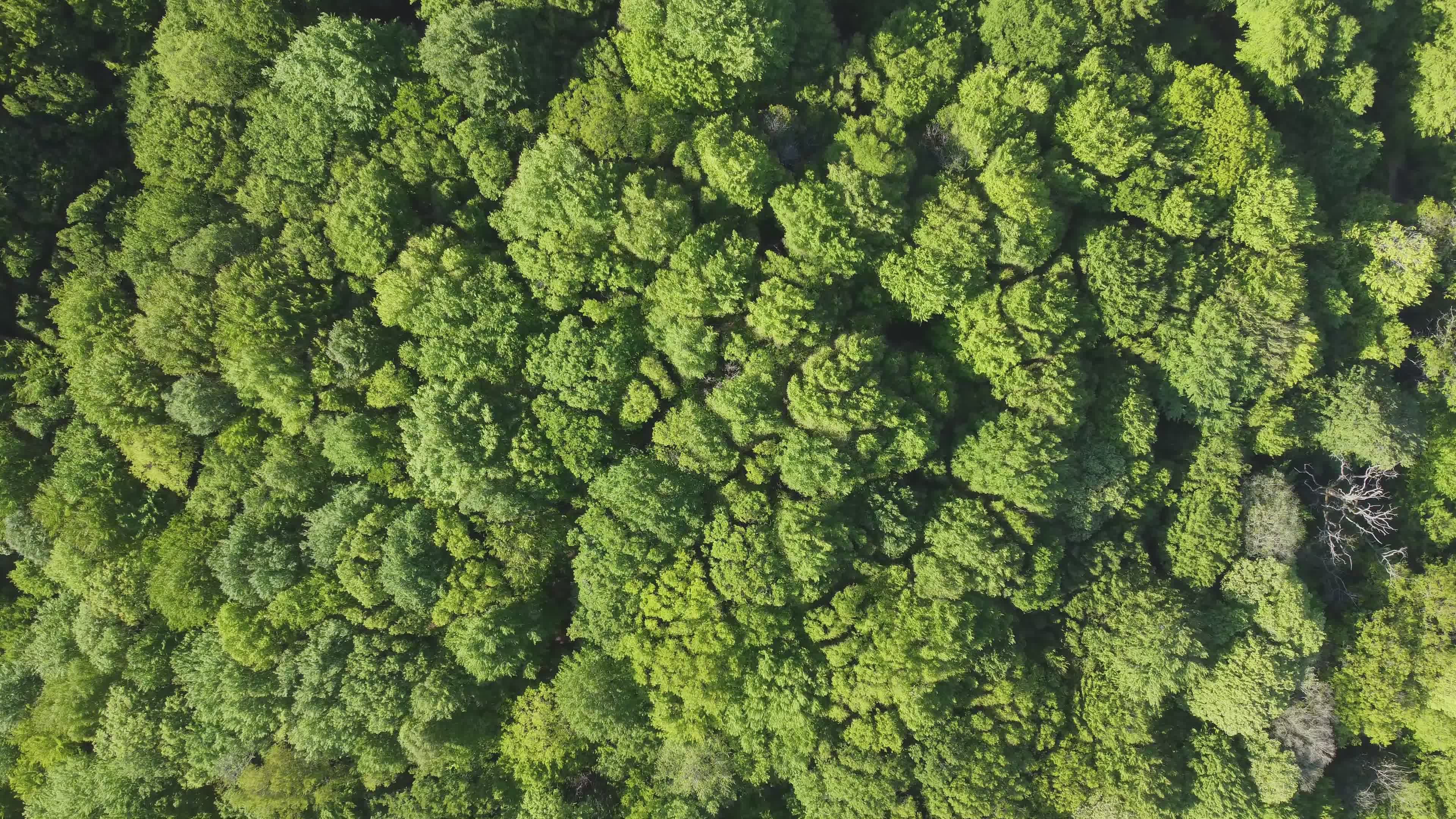Vista Aérea Del Exuberante Dosel Del Bosque Verde · Vídeo de stock gratuito