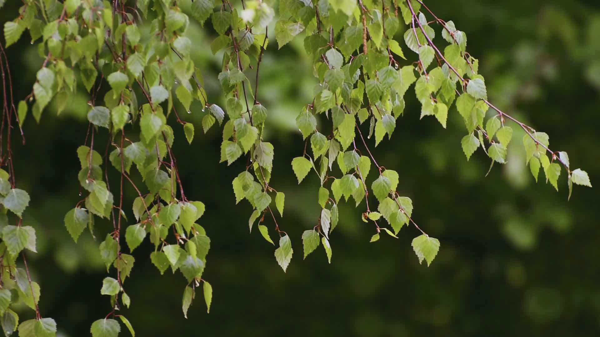 Gentle Wind Through Birch Tree Branches Free Stock Video Footage ...