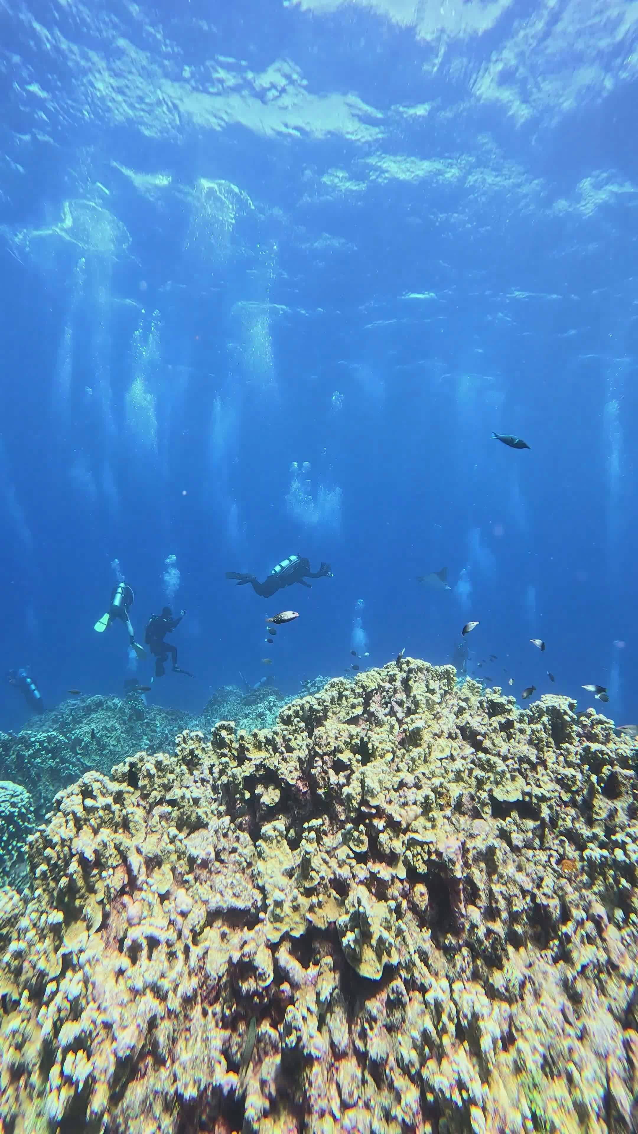 Sharks in a Saltwater Aquarium Free Stock Video Footage, Royalty-Free ...