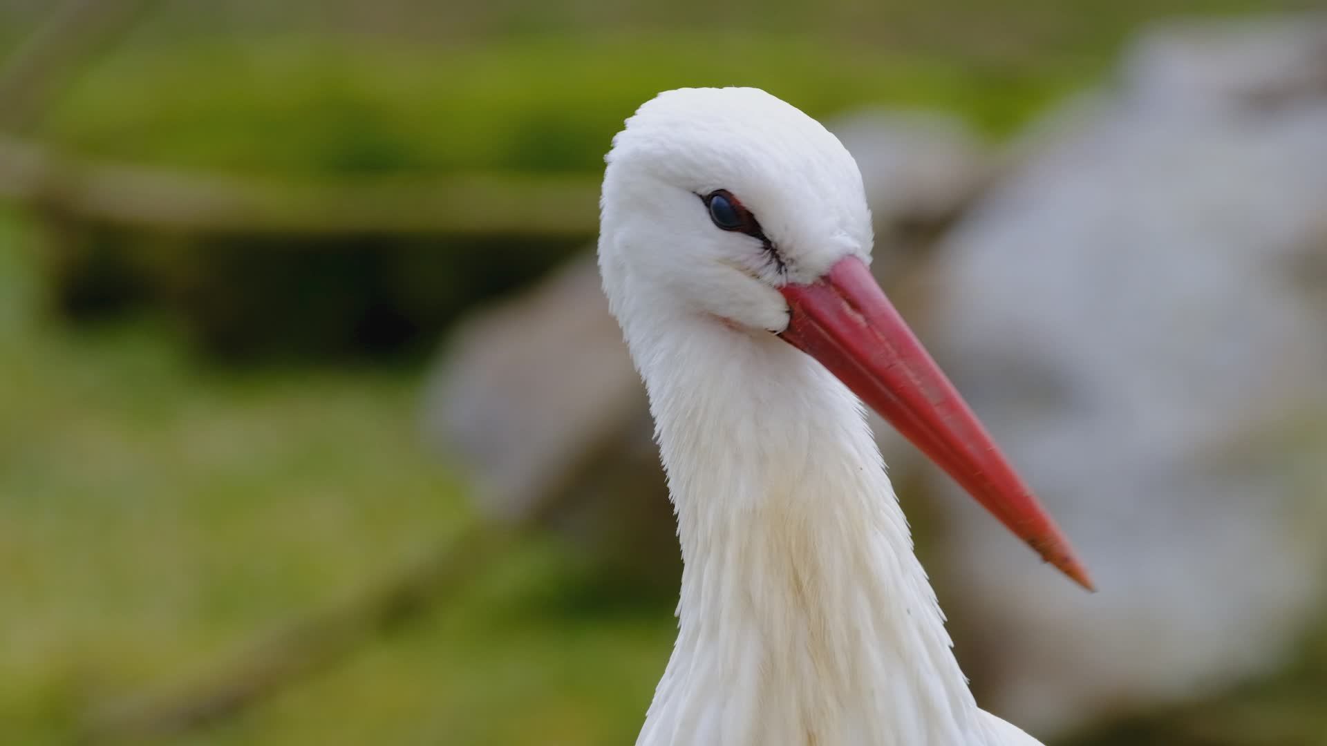 Close-up of White Stork with Red Beak Outdoors Free Stock Video Footage ...