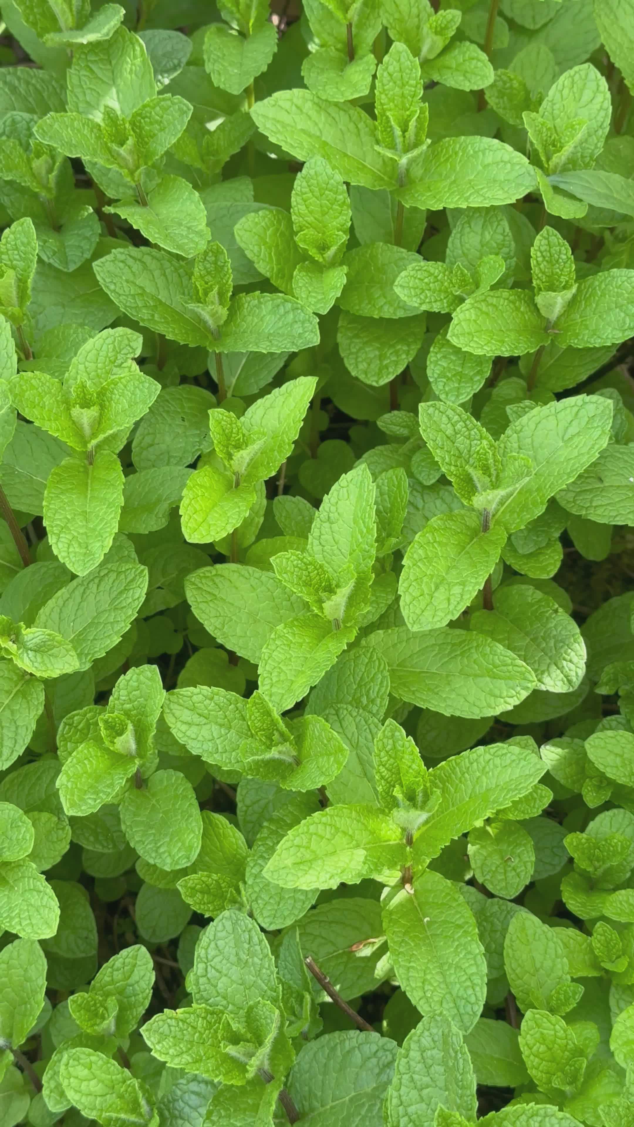 Close-Up of Green Mint Leaves in Garden Free Stock Video Footage ...