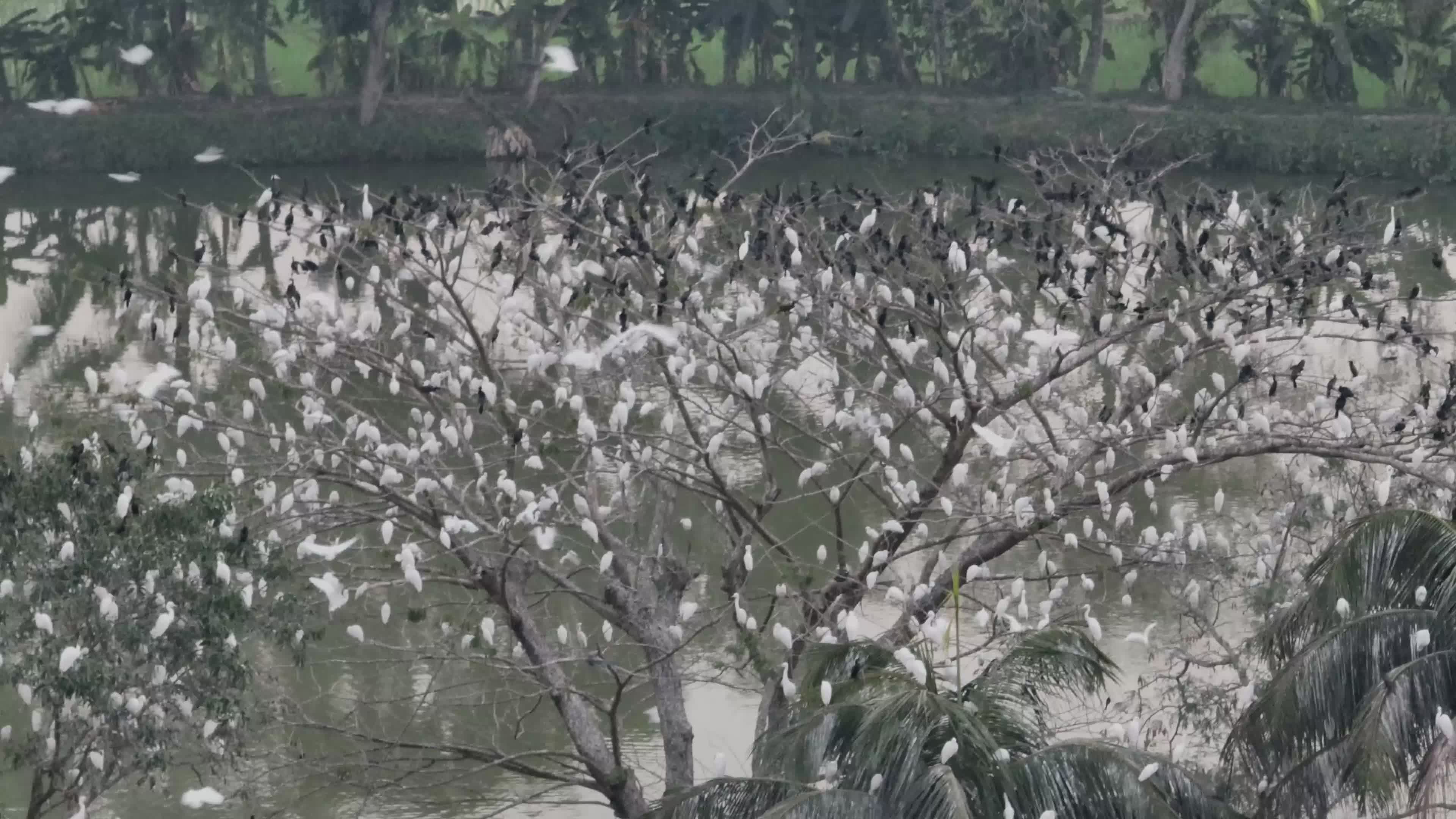 Flock of Birds Nesting in Bangladesh Free Stock Video Footage, Royalty ...
