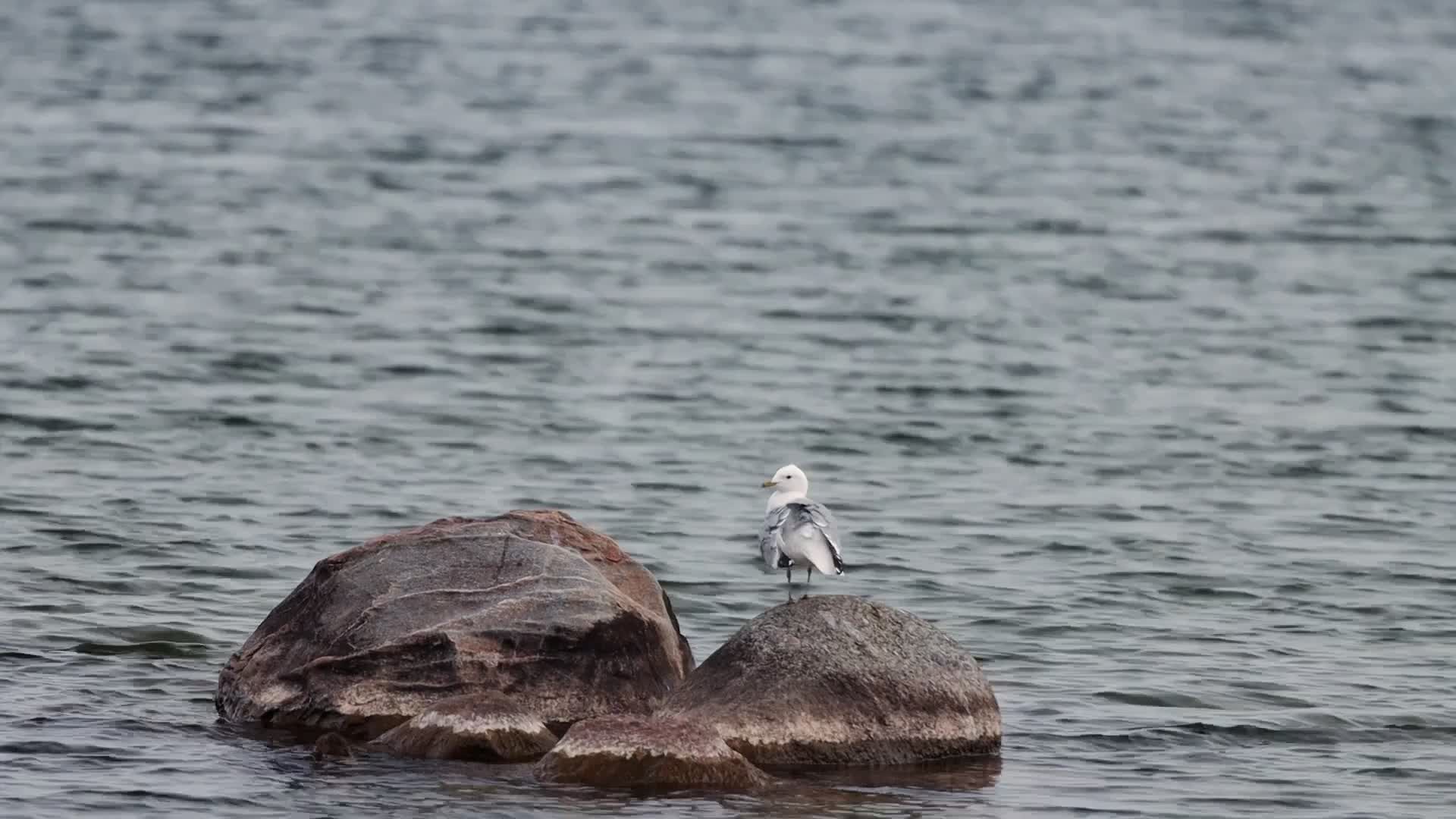Seagull Resting on Rocks by Seaside Free Stock Video Footage, Royalty ...