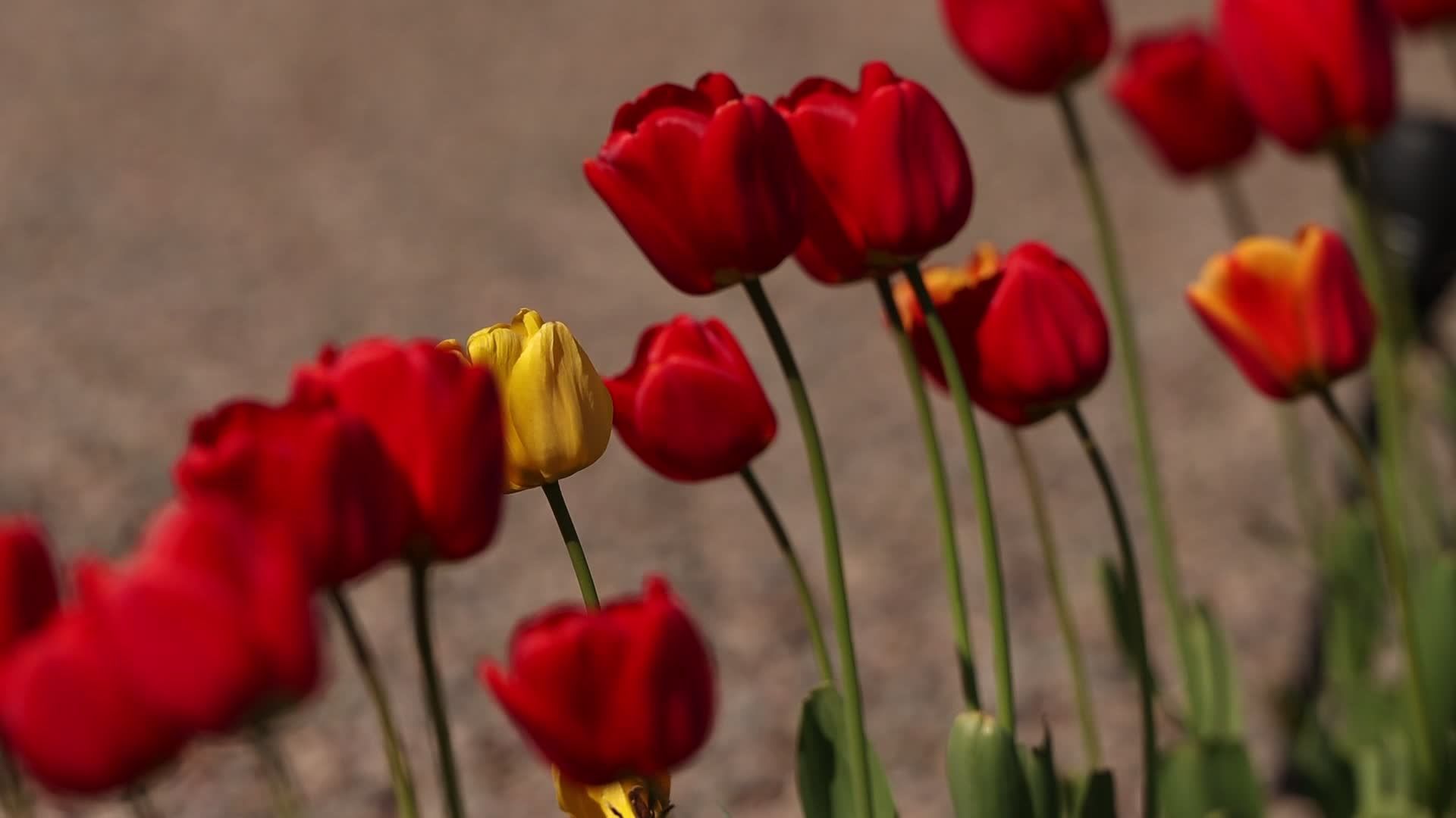 Close up of Pink Tulips against a Blue Sky Free Stock Video Footage ...