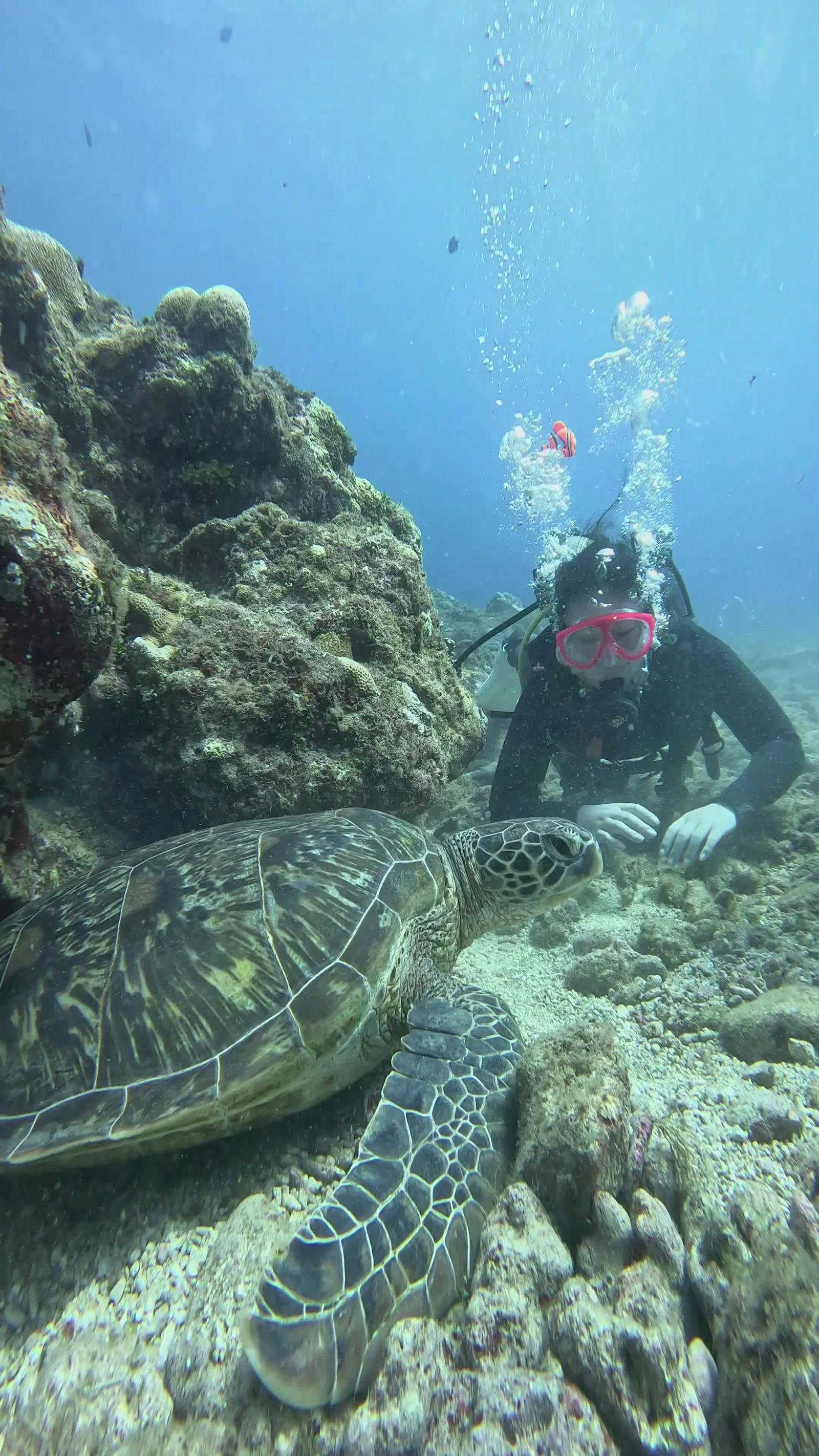 Sea Turtle Videos, Download The BEST Free 4k Stock Video Footage & Sea ...