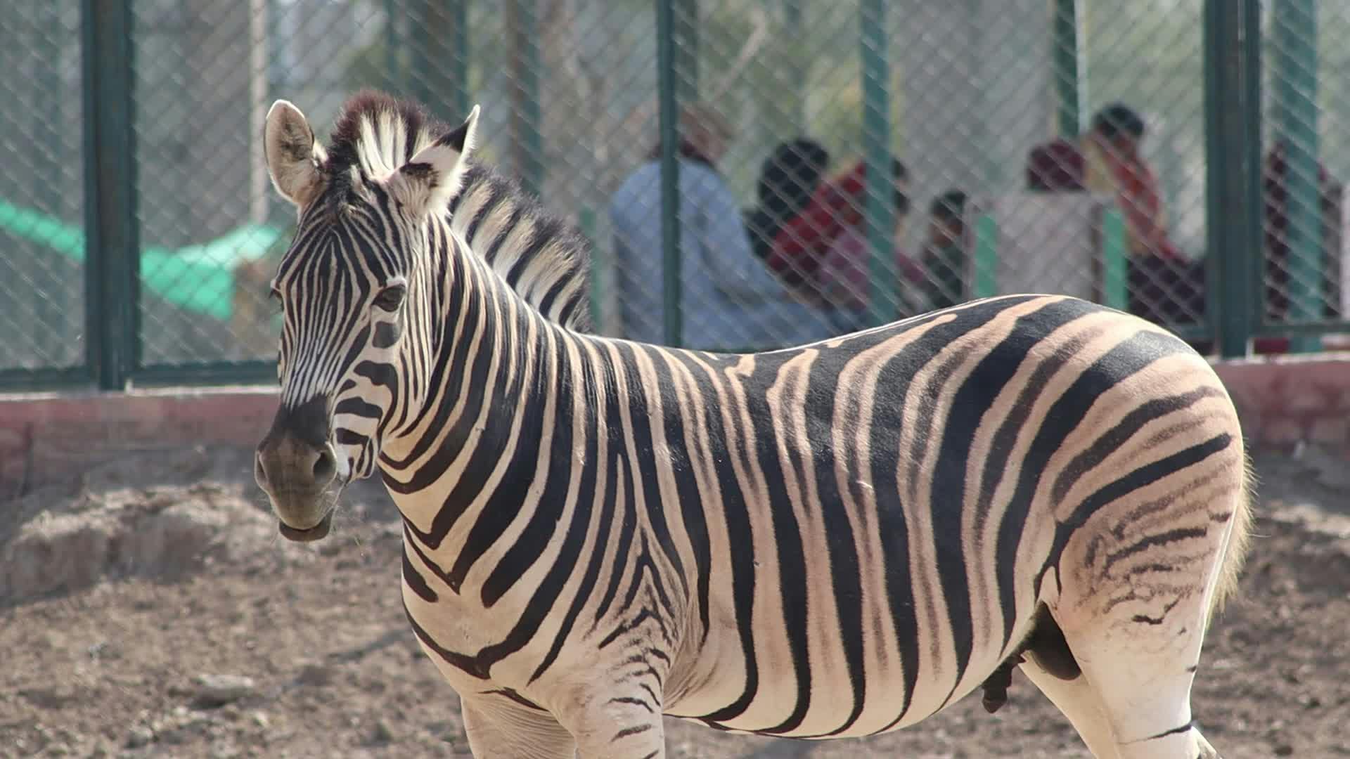 Imágenes De Una Cebra En Su Hábitat Natural En Un Zoológico · Vídeo de ...