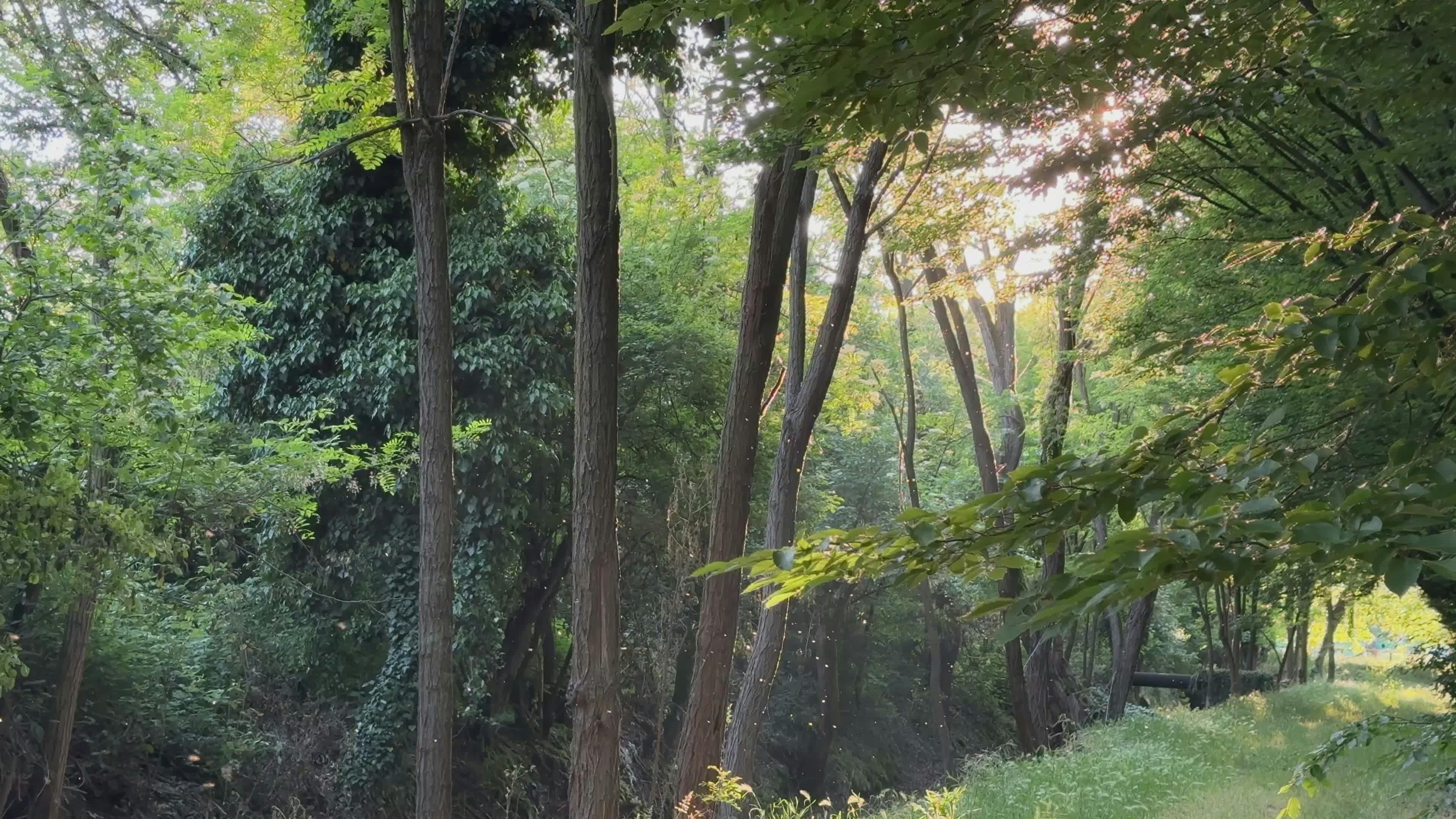 Tranquil Spring Forest Scene with Sunlight Free Stock Video Footage ...