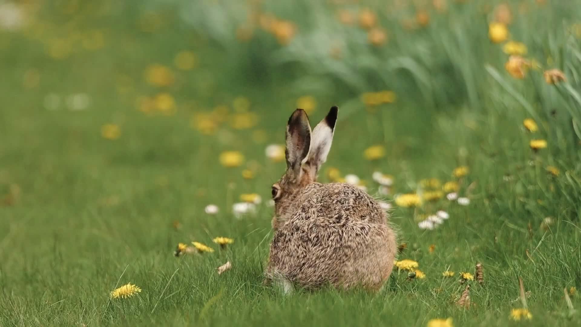 Back View of Rabbit in Spring Meadow Free Stock Video Footage, Royalty ...