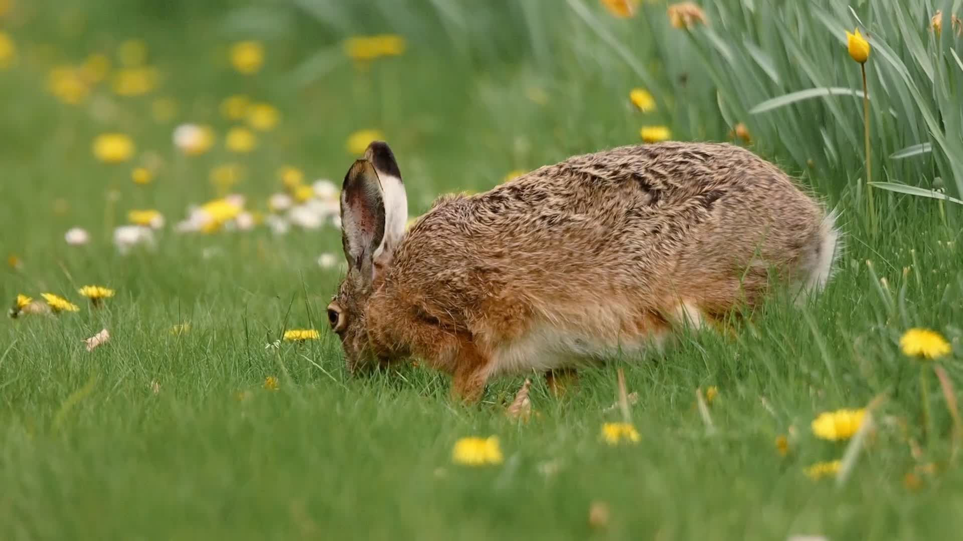 Brown Hare Grazing in a Flowering Meadow Free Stock Video Footage ...