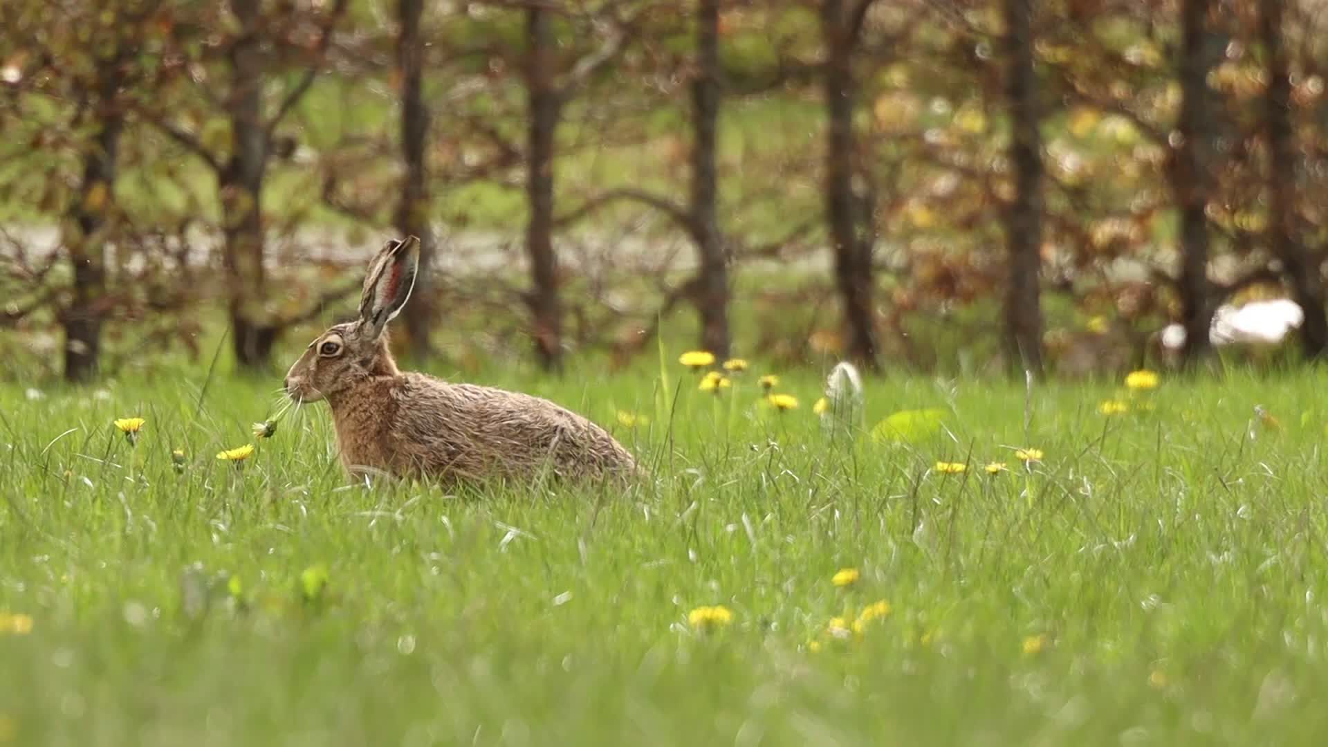 Wild Hare Resting in Spring Meadow Free Stock Video Footage, Royalty ...