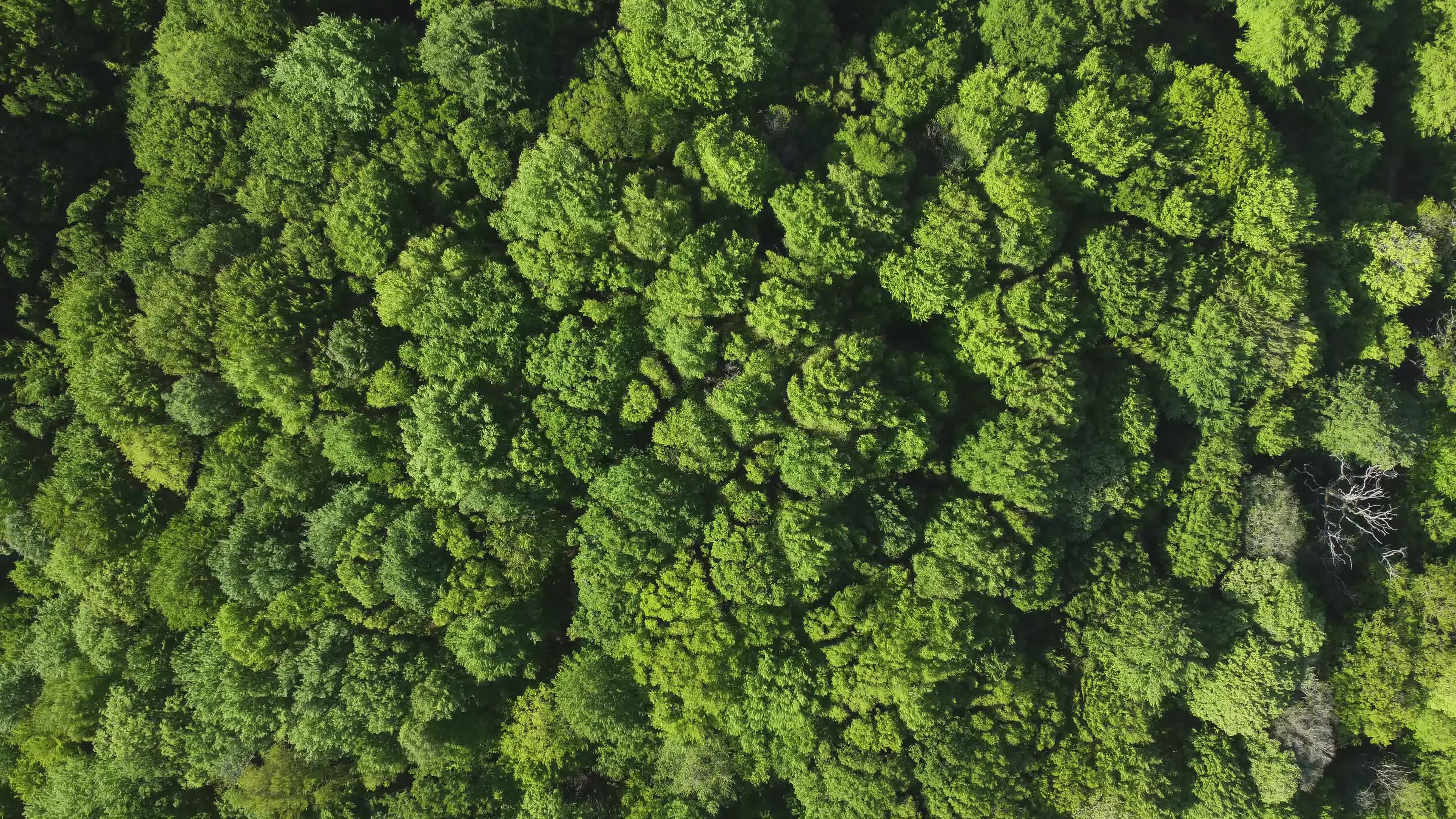 Lush Green Forest Aerial View in Summer Free Stock Video Footage ...