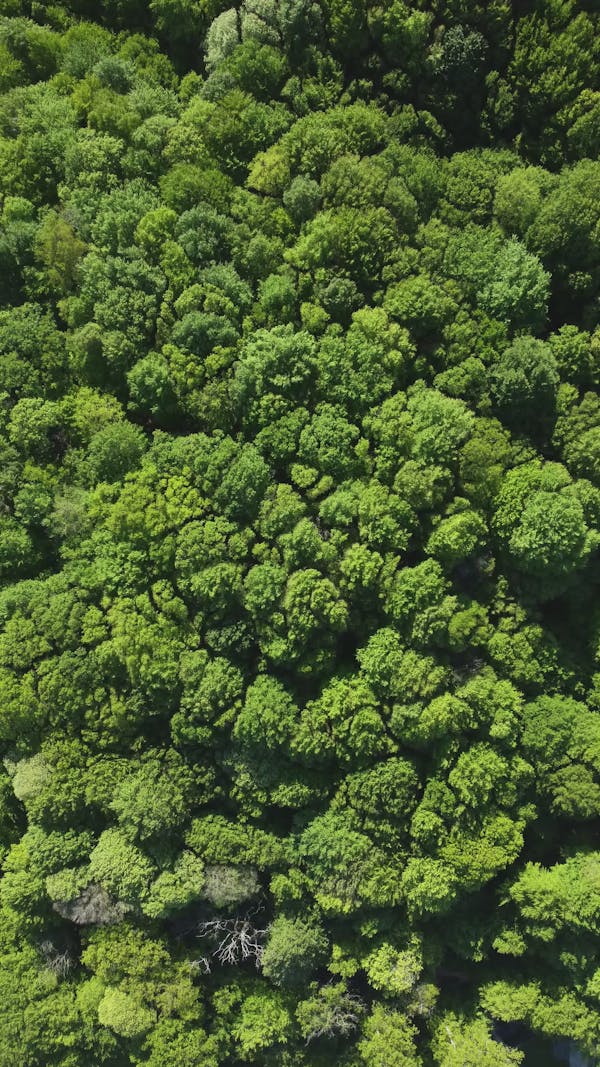Forest Stock Footage Videos, Download The BEST Free 4k Stock Video ... Forest Stock Footage Videos, Download The BEST Free 4k Stock Video ...