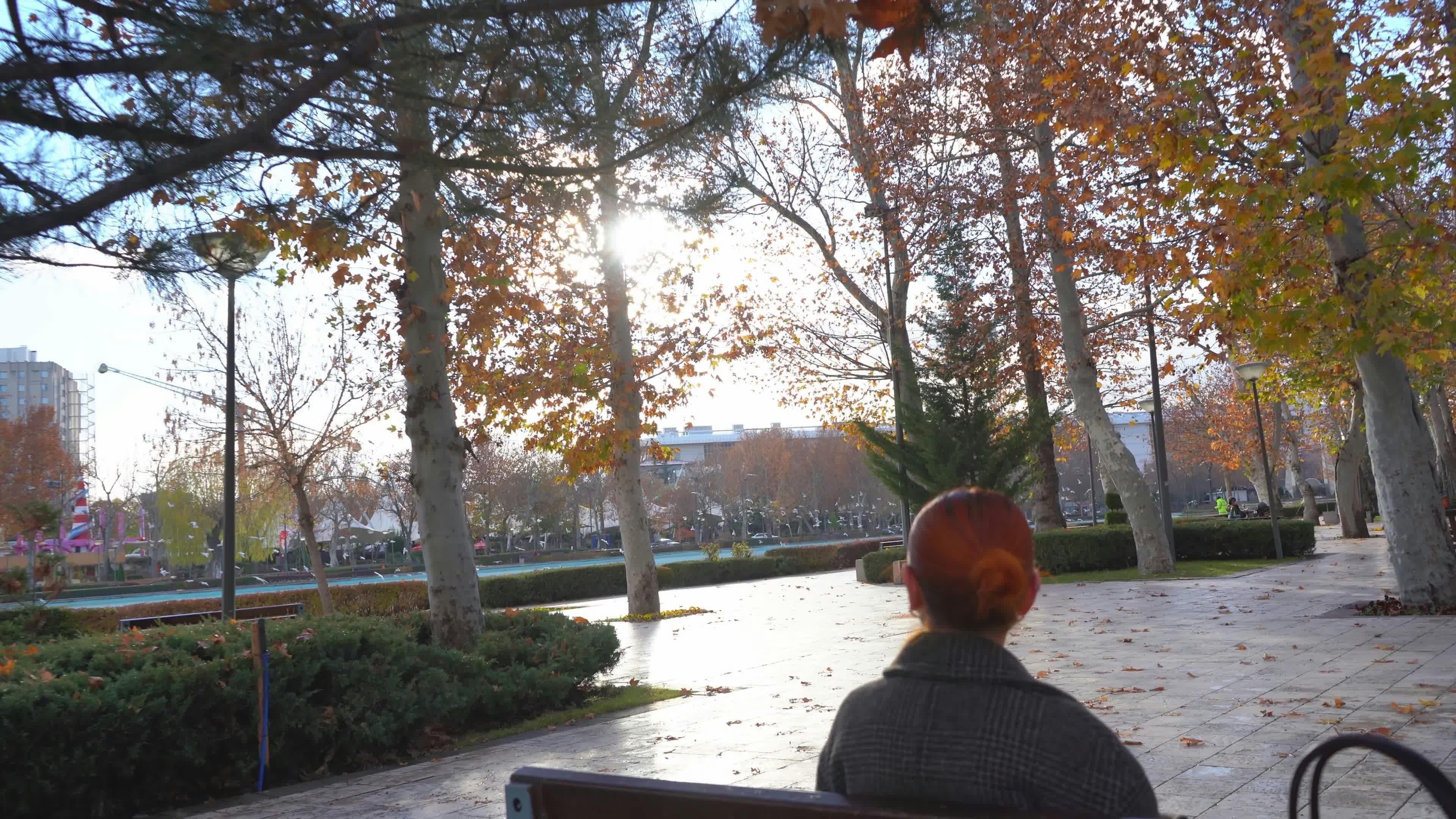 Trees At Fall Videos, Download The BEST Free 4k Stock Video Footage ...